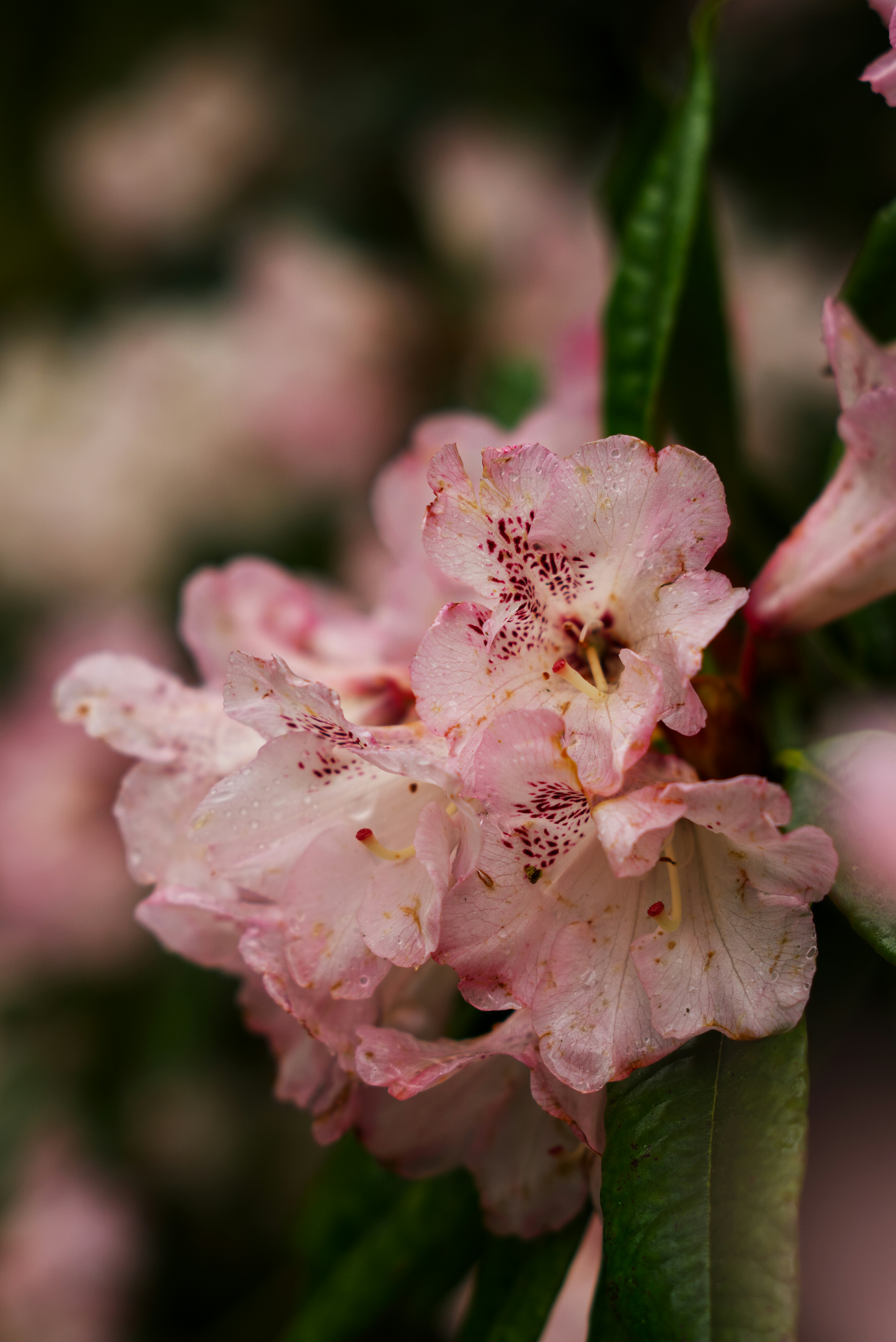 Soft-Pink Bloom in Focus Amid Quiet Green Edges