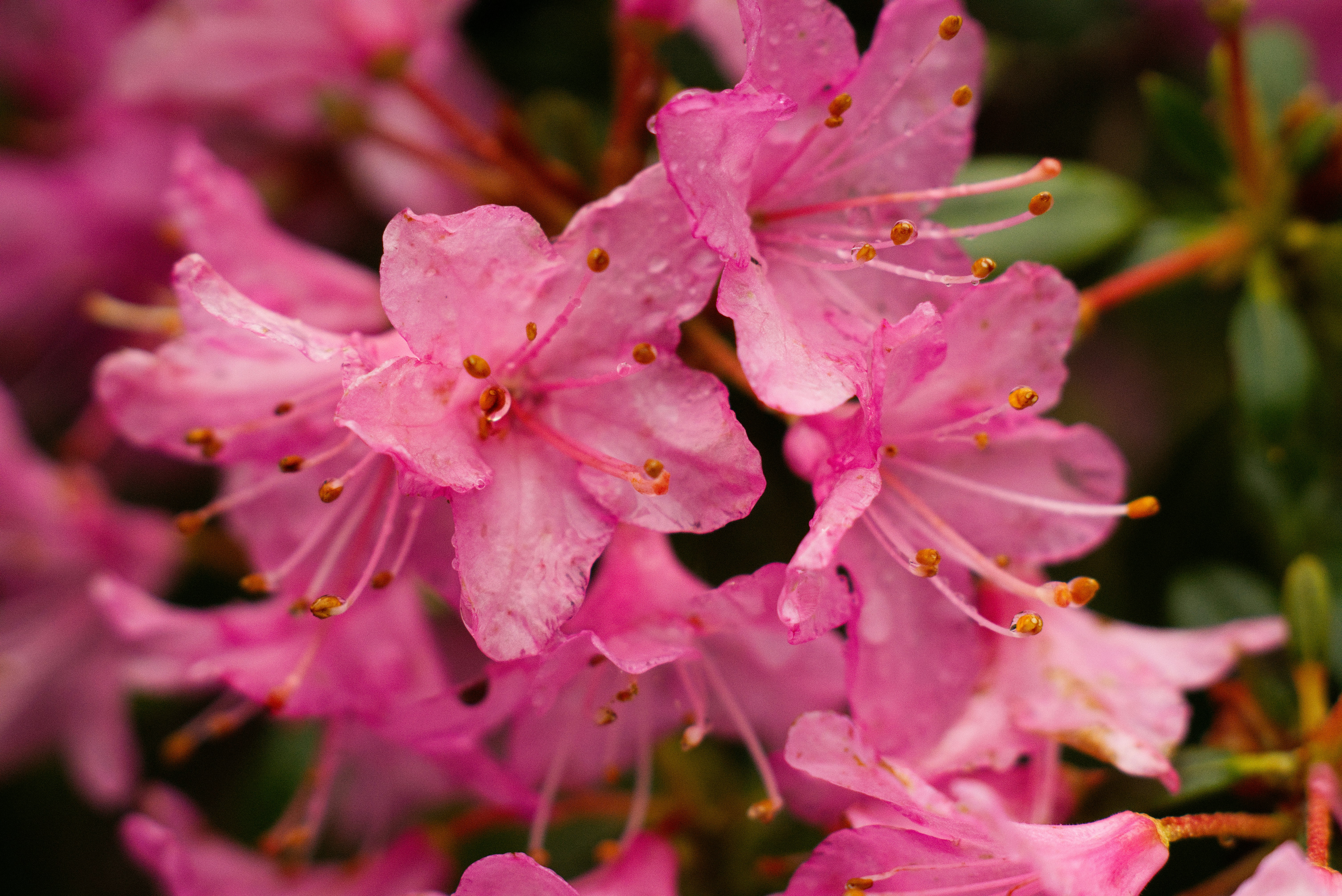 Petals in Focus: A Heart of Pink Blooms