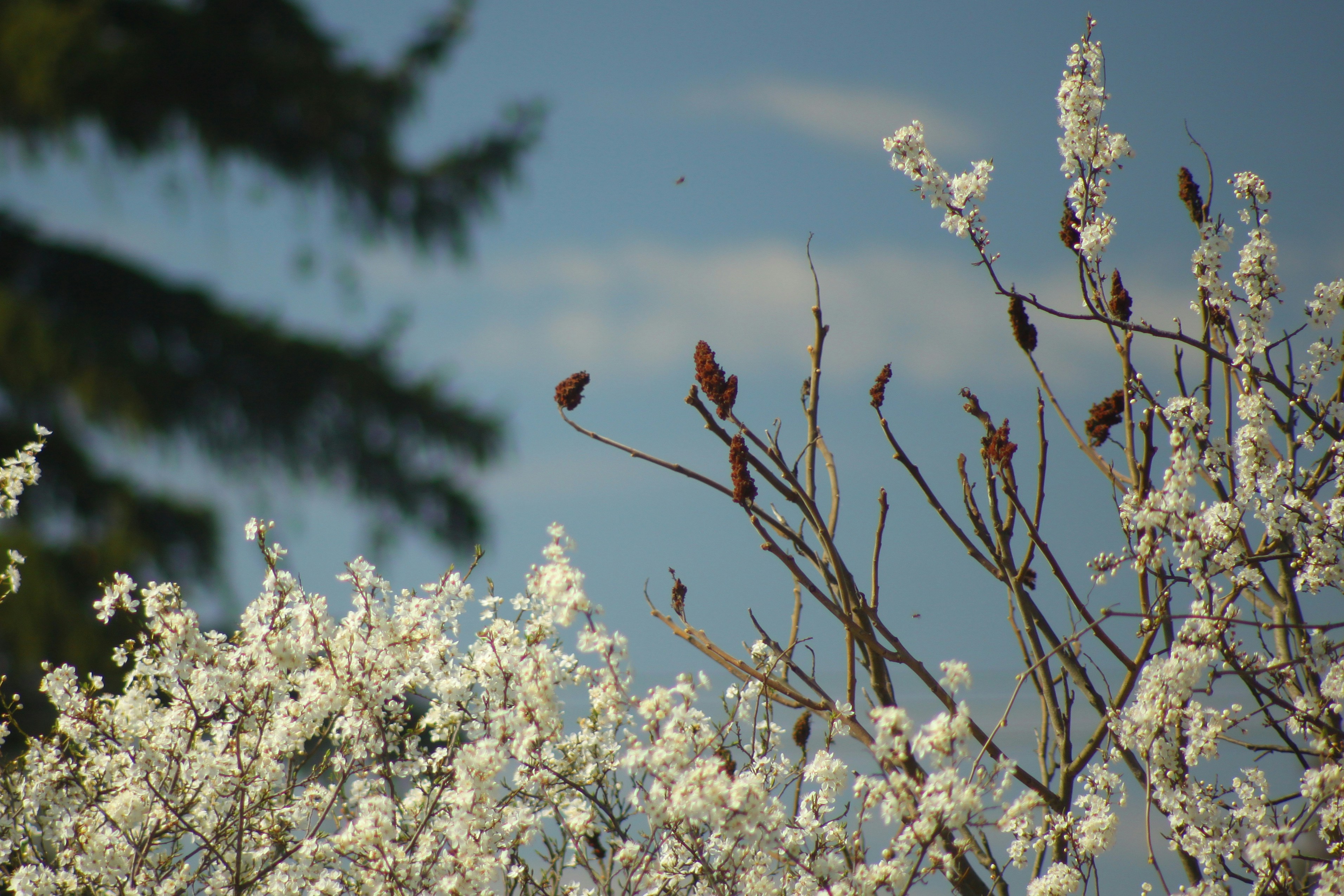 Floral Crest Against a Clear Sky