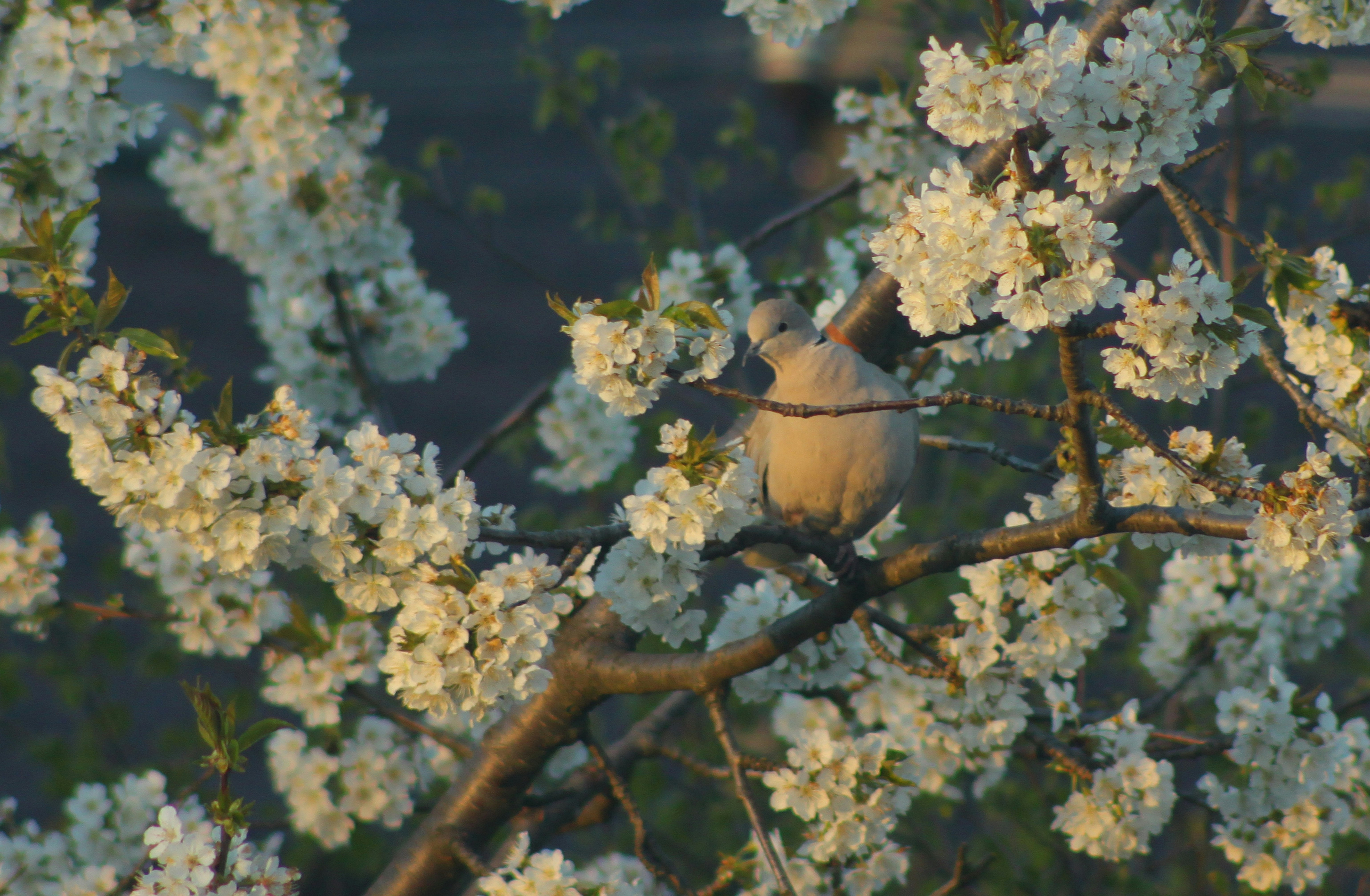 Woodland Canary: A Blossom-Silvered Bird Amid White Petals