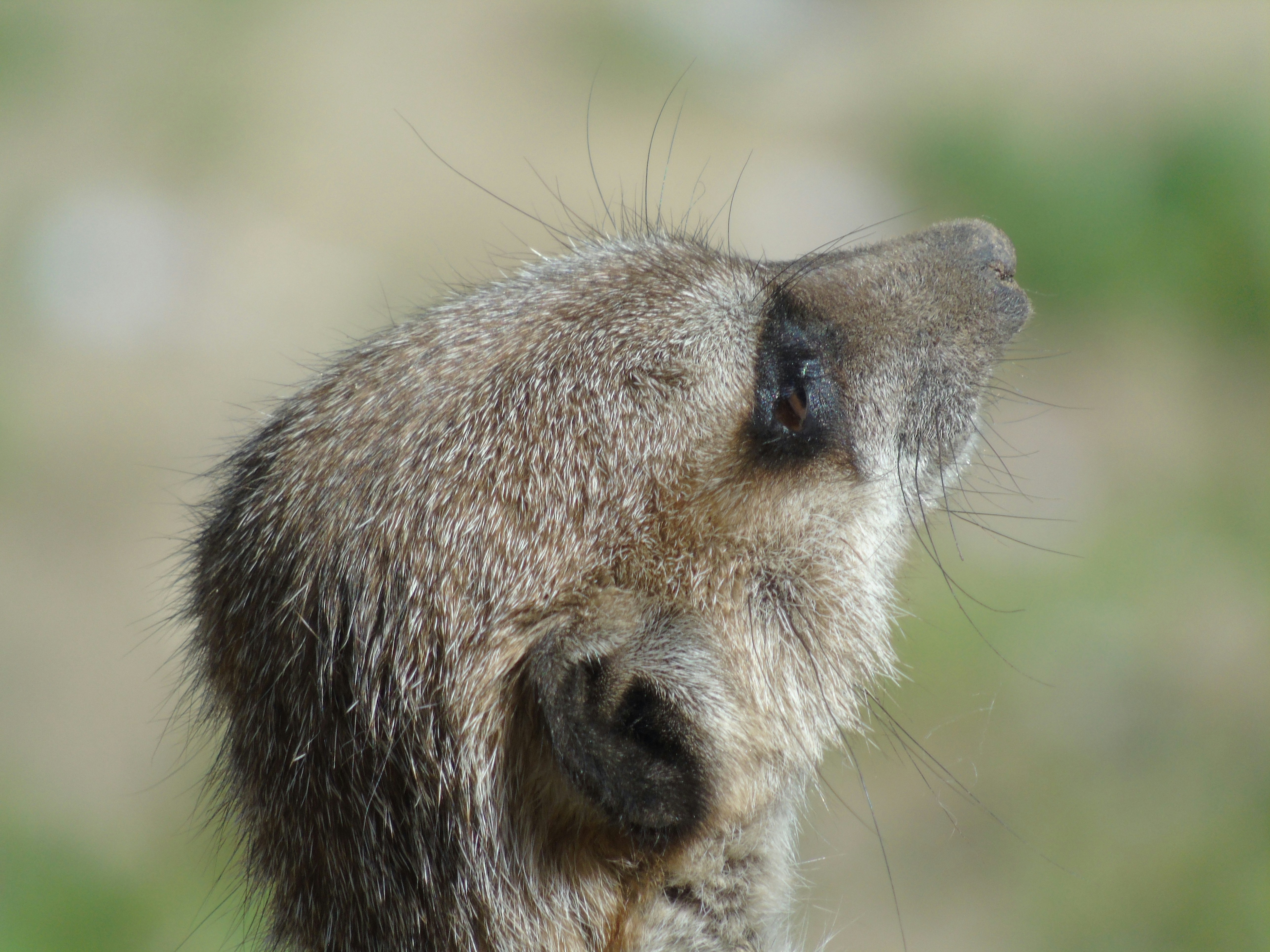 Whiskered Sentry: A meerkat-like face tilts toward the breeze