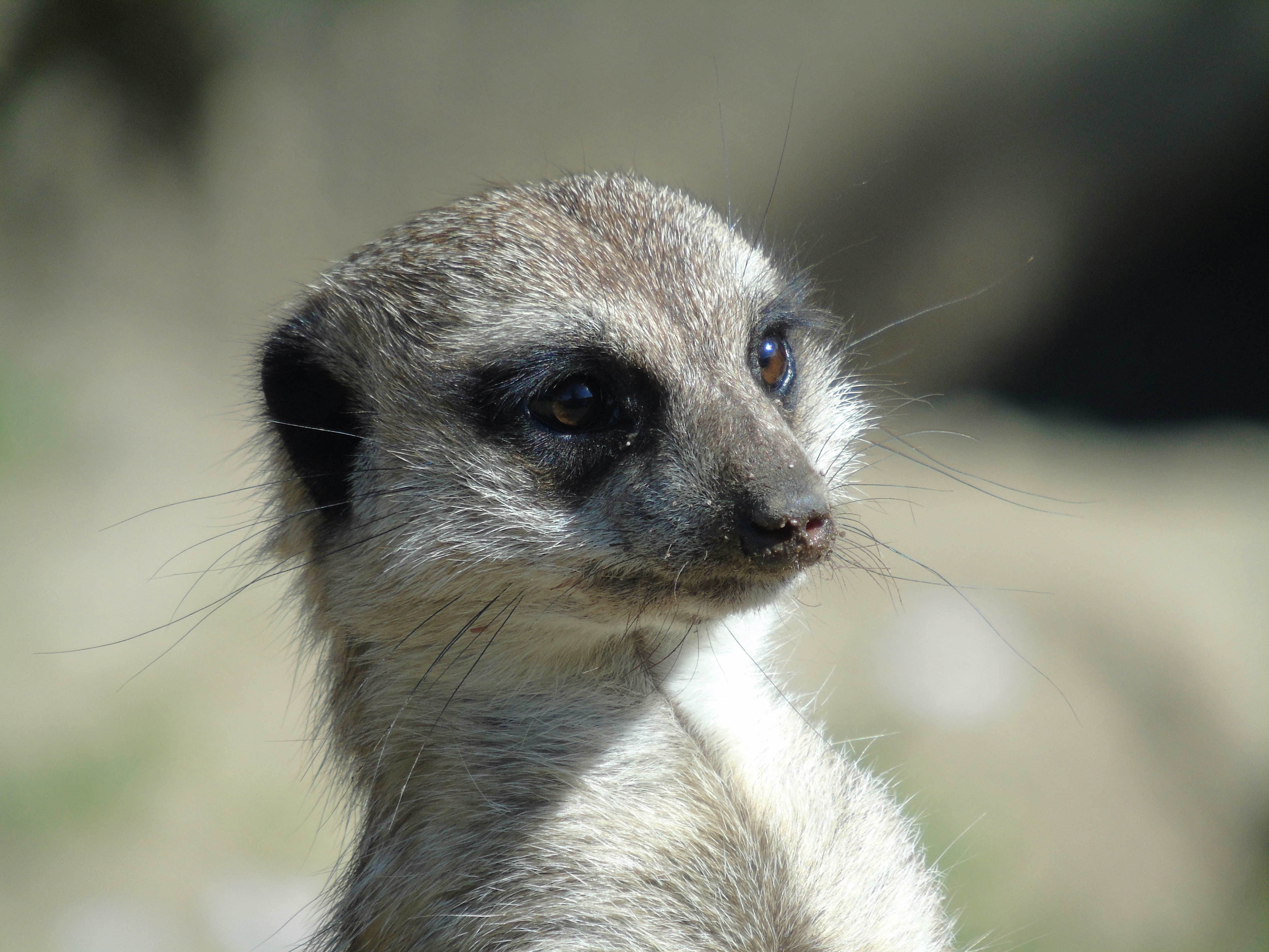 Curious Meerkat Portrait: Soft Light on a Quiet Head Tilt