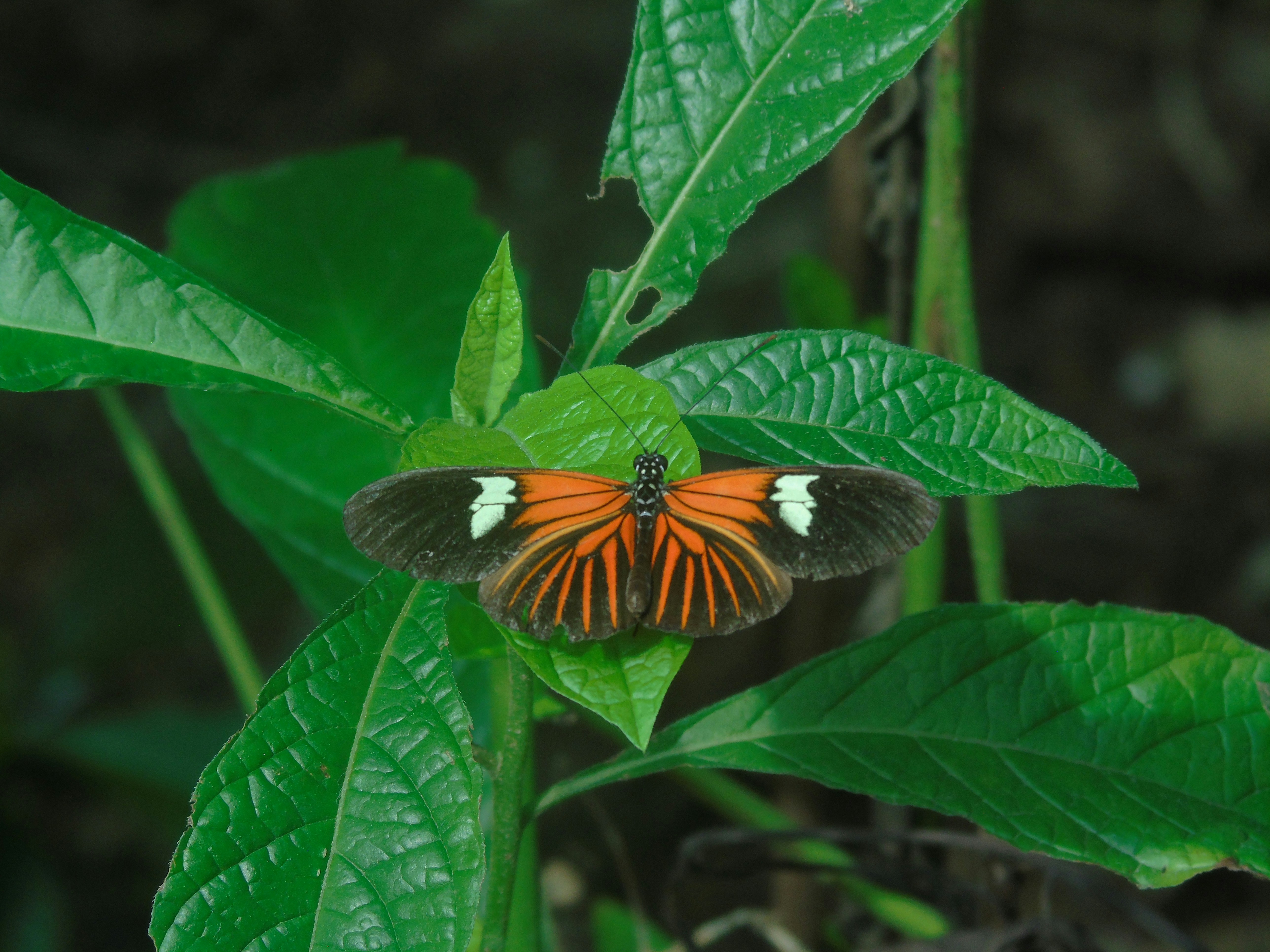 Orange Monarch Resting on Verdant Leaves