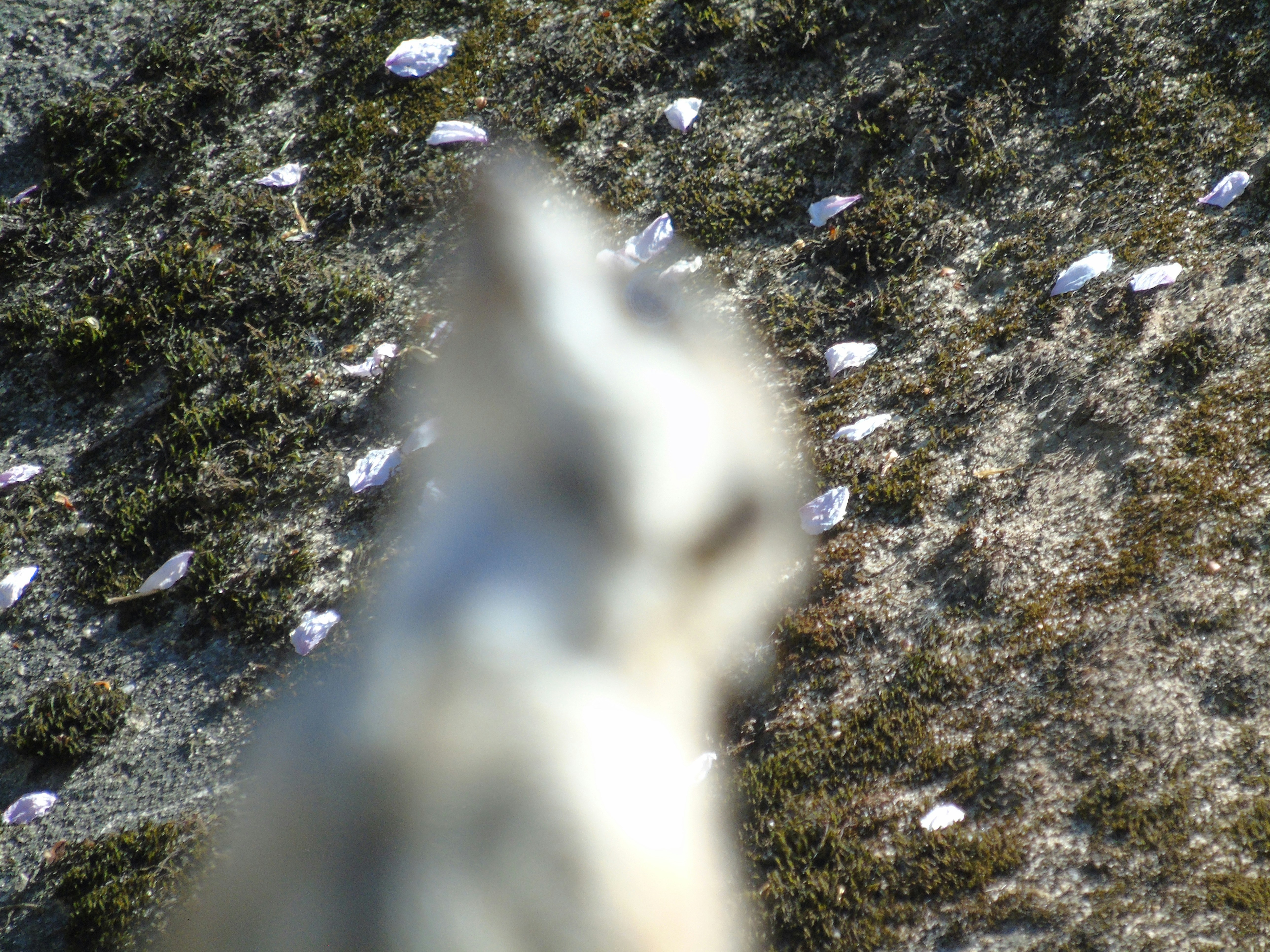Blurred Stalwart Beacon in Moss and Pebbles