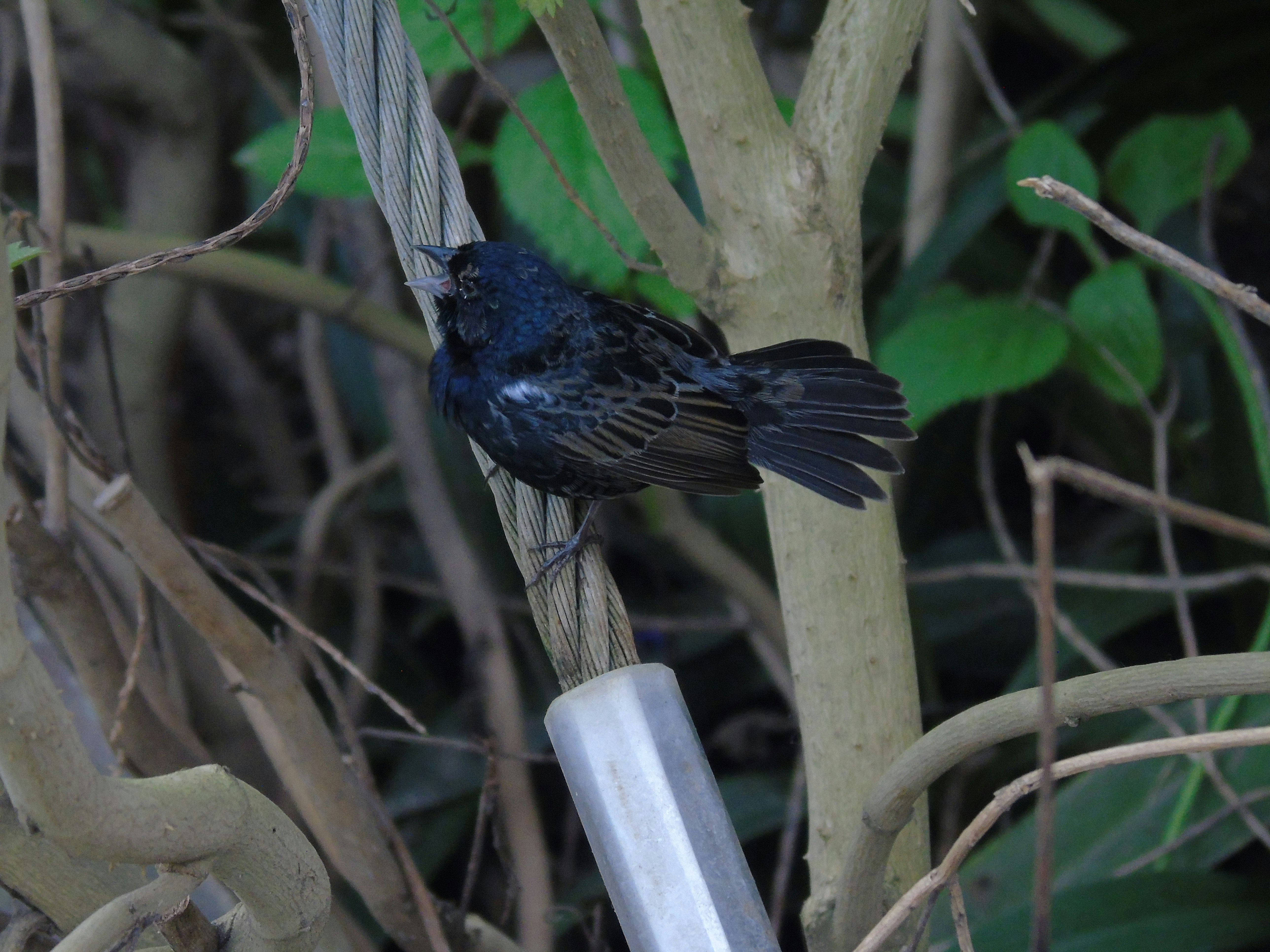 Mid-branch Black Bird Clinging to Rope in Dappled Garden
