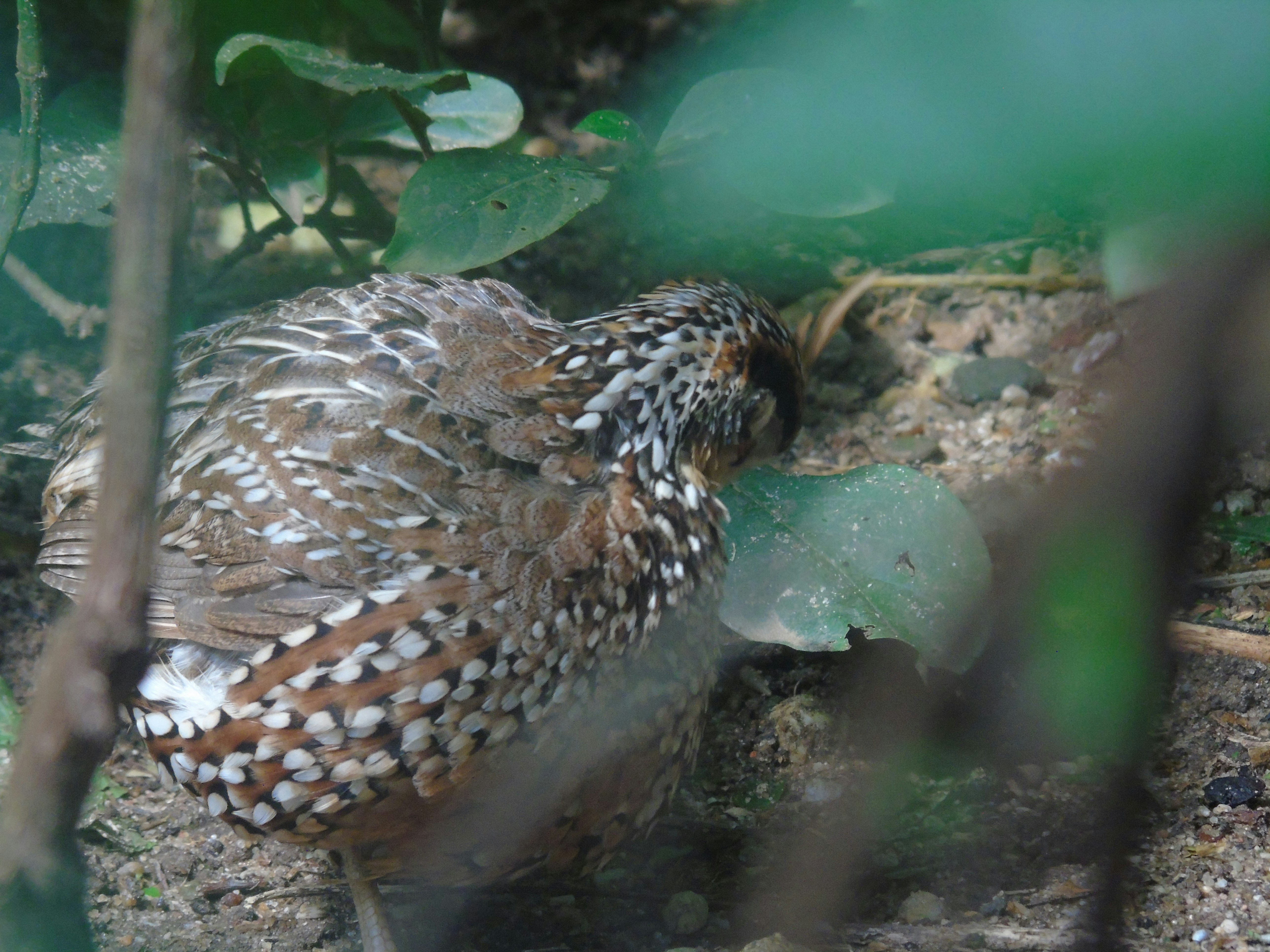 Hidden Ground Dweller: Textured Plumage in a Leafy Clearing