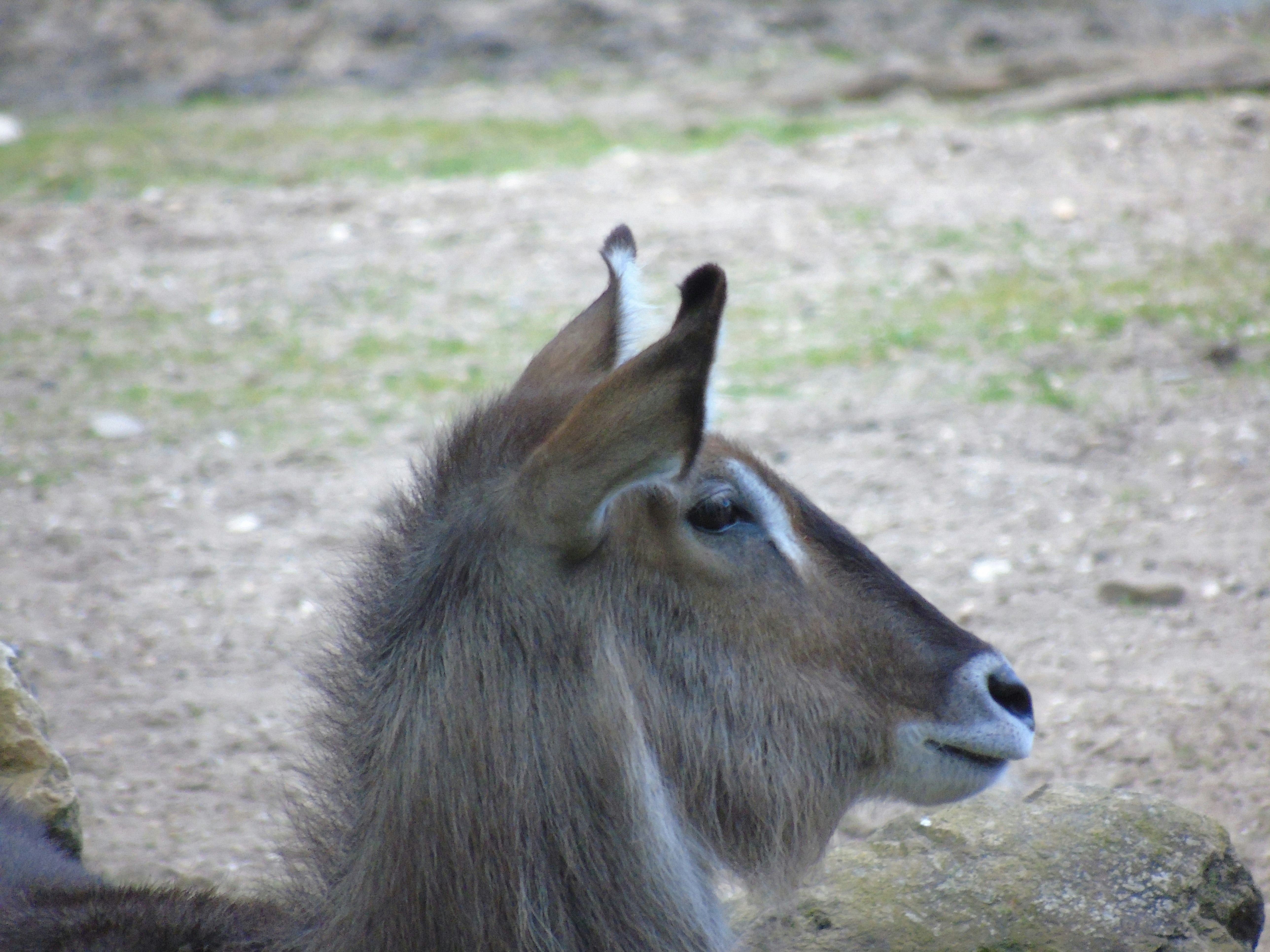 Caprine Profile: A Goat's Quiet Gaze Across the Open Ground