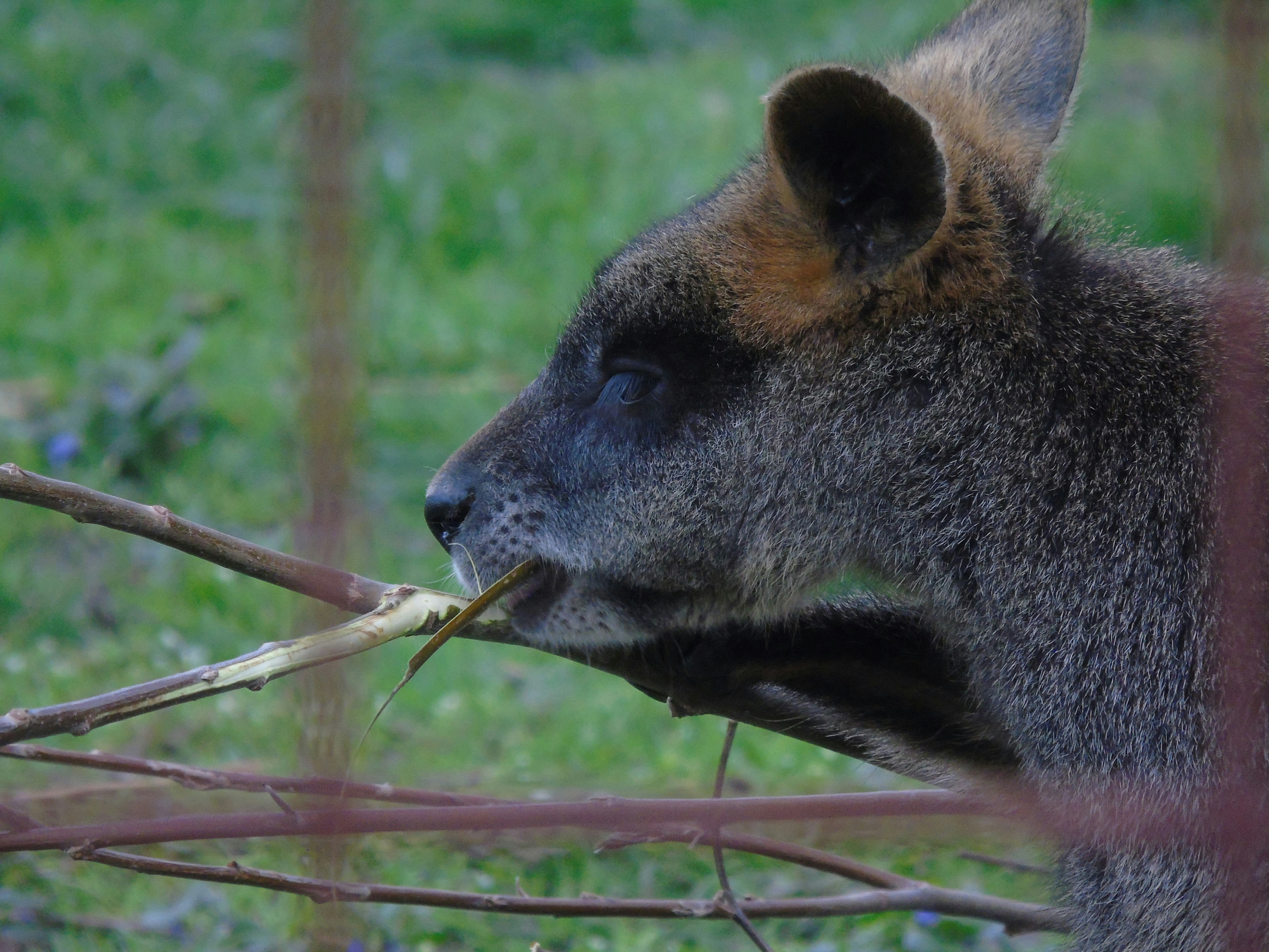 Close-up of a calm canine profile nibbling a twig