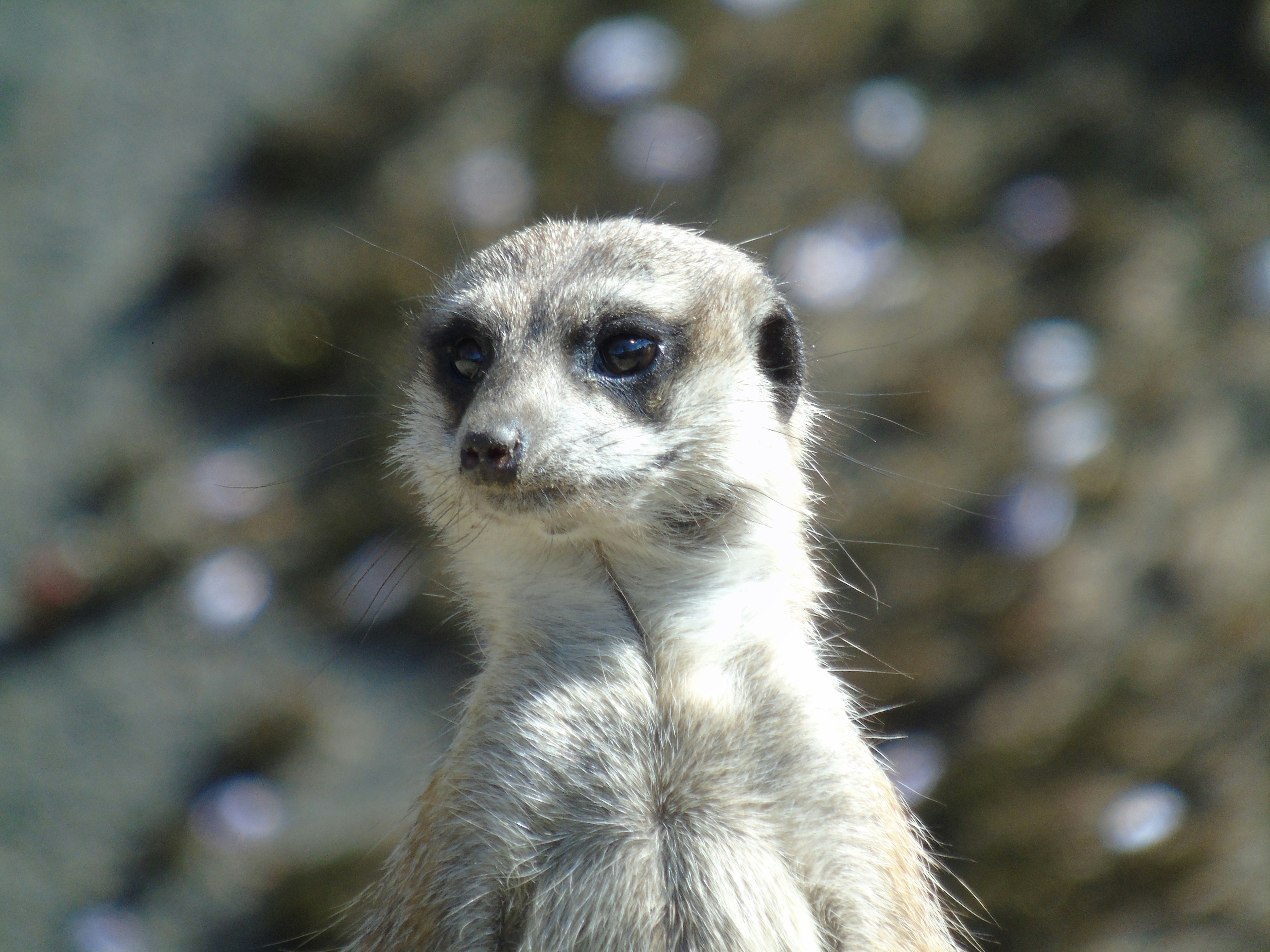 Curious Gaze: A Meerkat's Watchful Moment