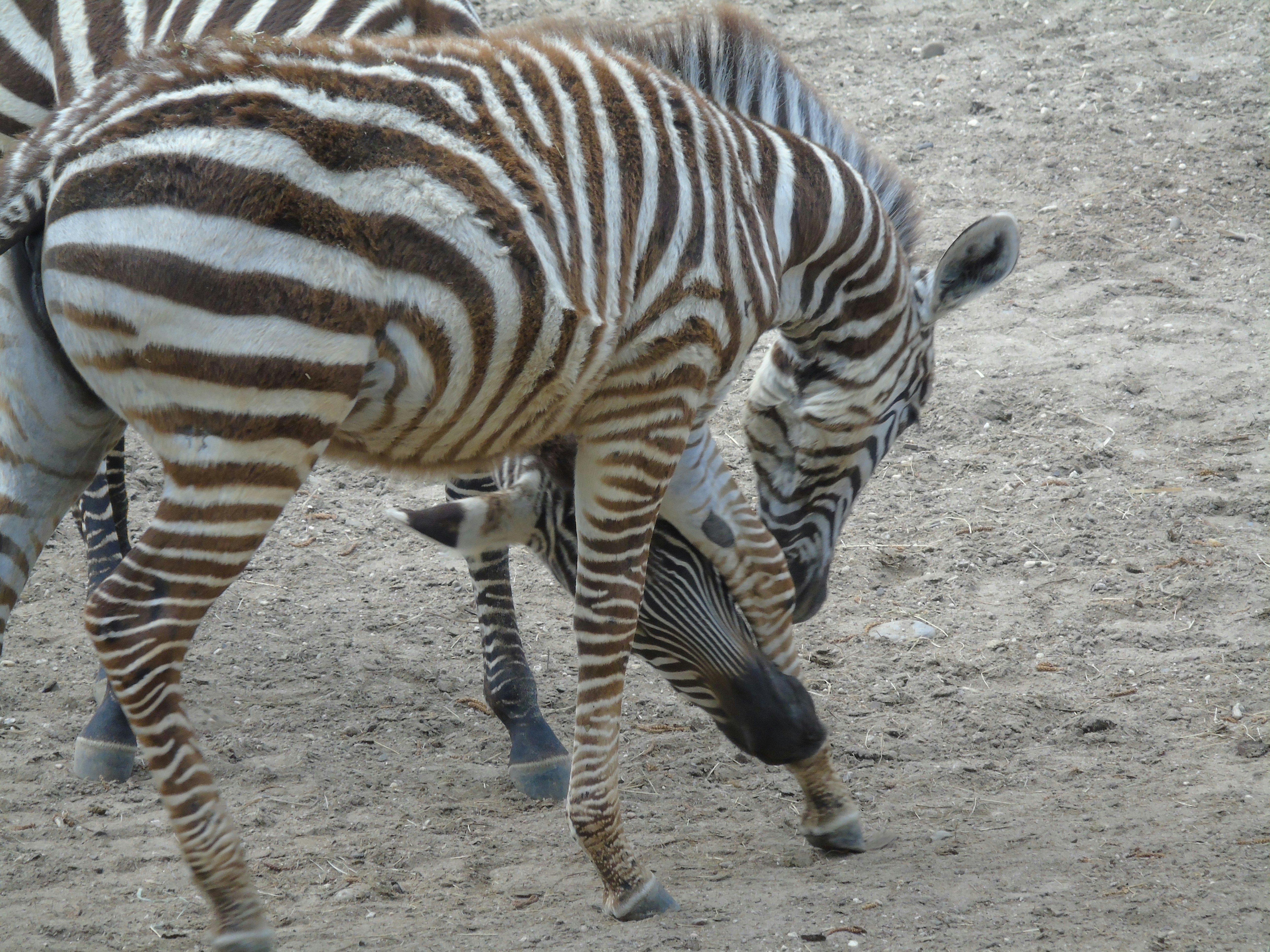 Zebra Duo in a Dusty Graze