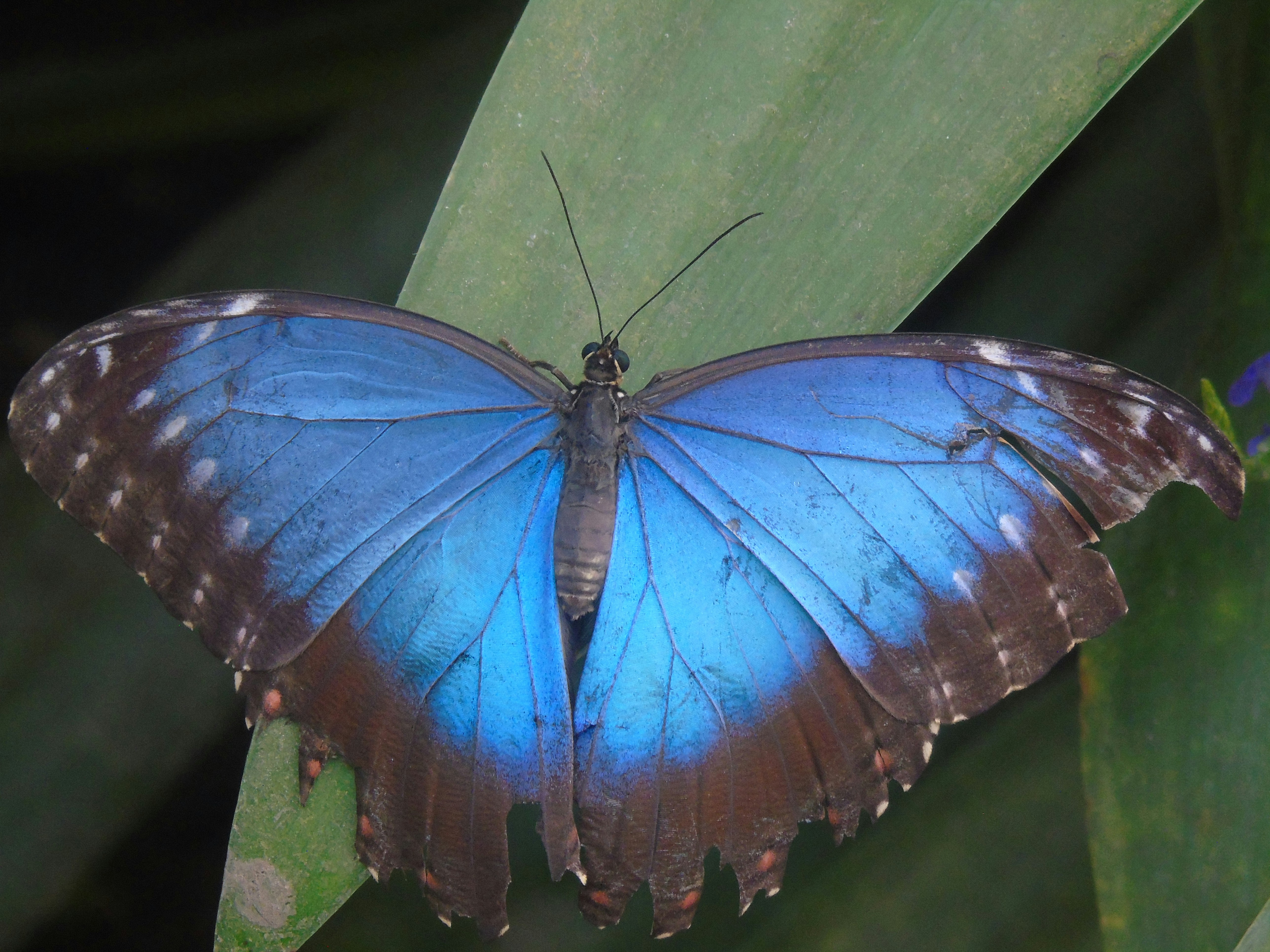 Azure Wings Unfold: A Blue Morpho Resting on Green