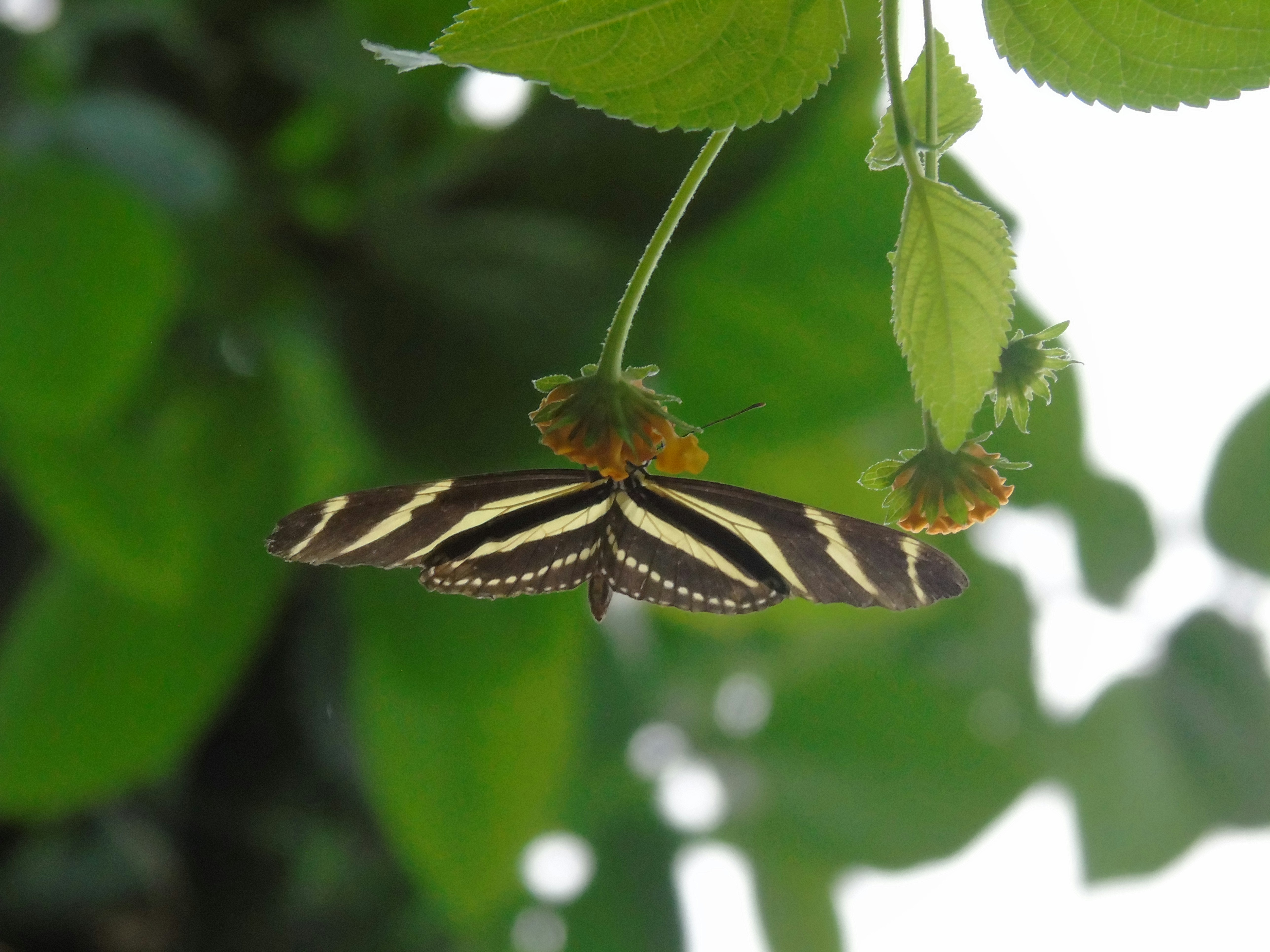 Zebra-striped Moth Resting Under Fresh Green Canopy