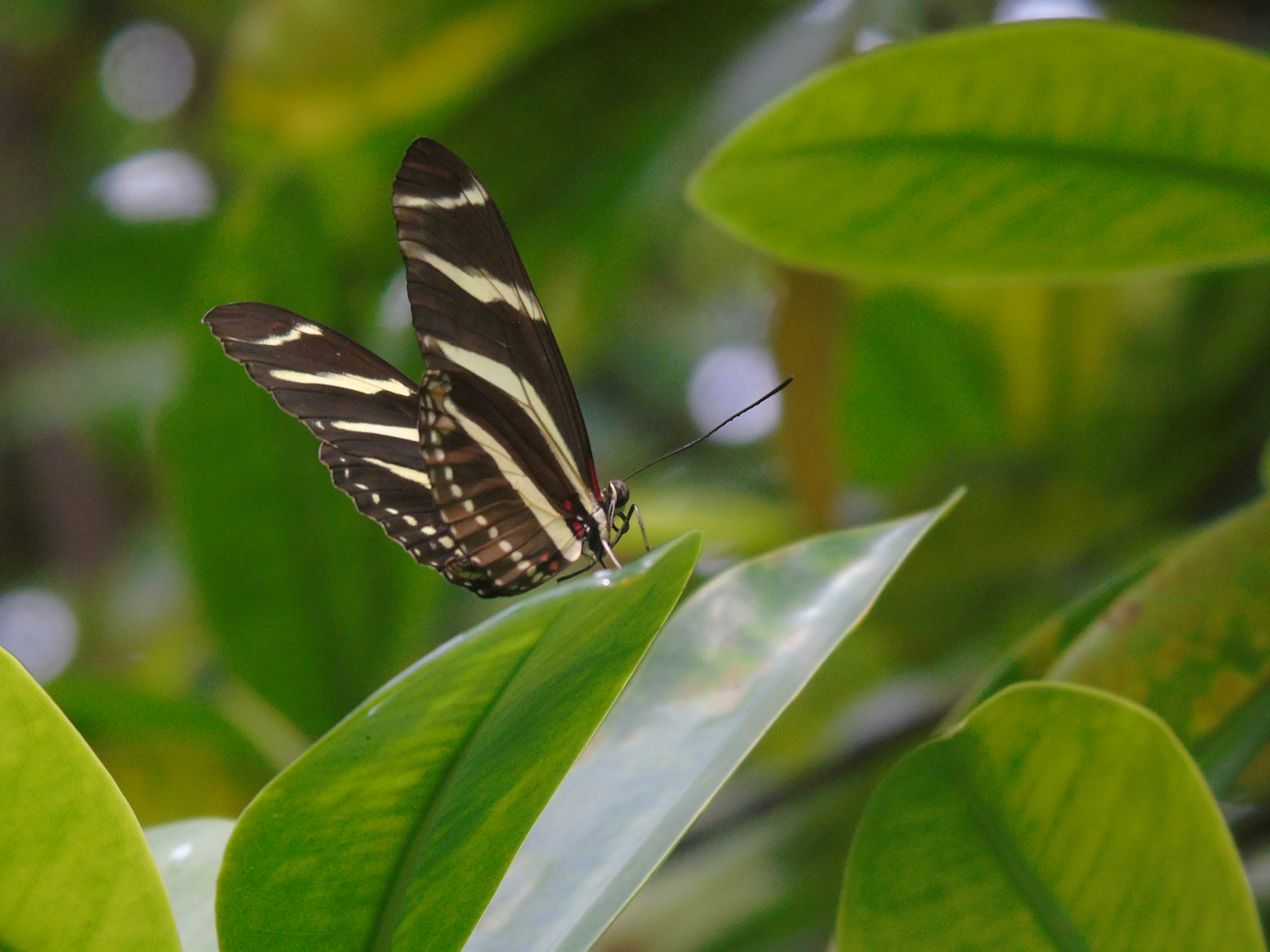 Stripe-Tailed Butterfly Resting Among Green Composure