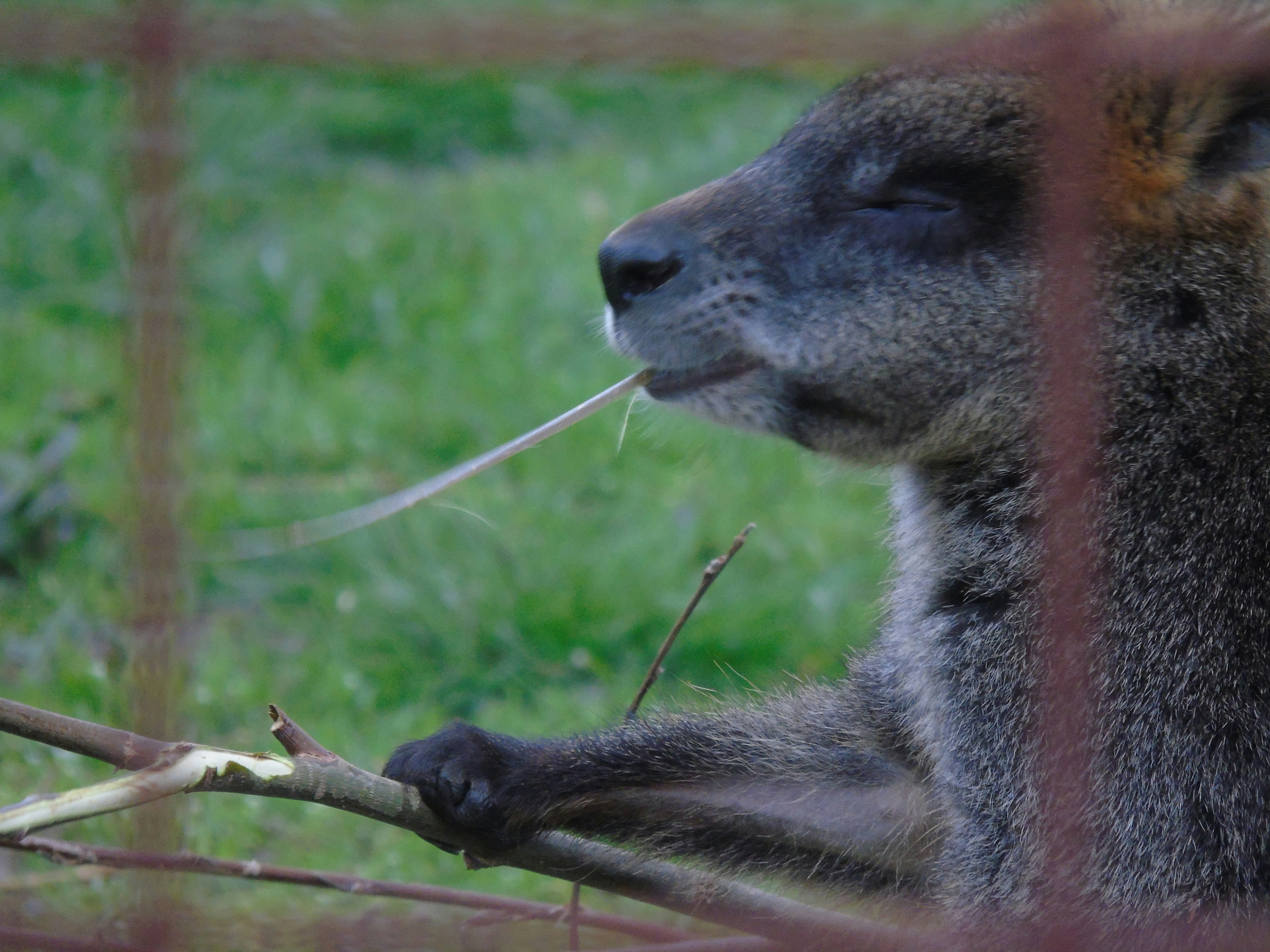 Curled Quiet: A Mammal Resting Behind Barred Light