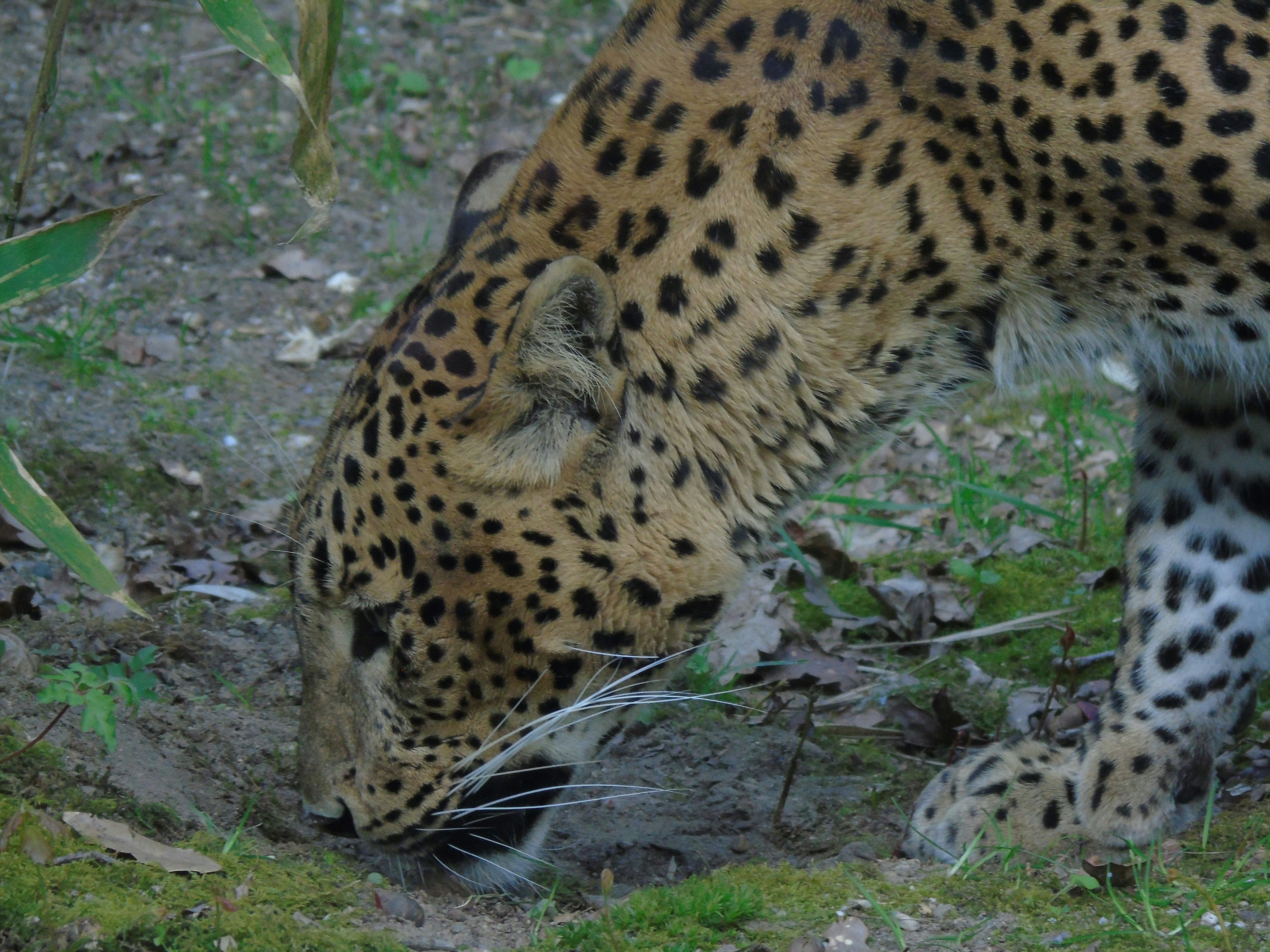 Leopard Silhouette: Focused Foreground with Grounded Gaze