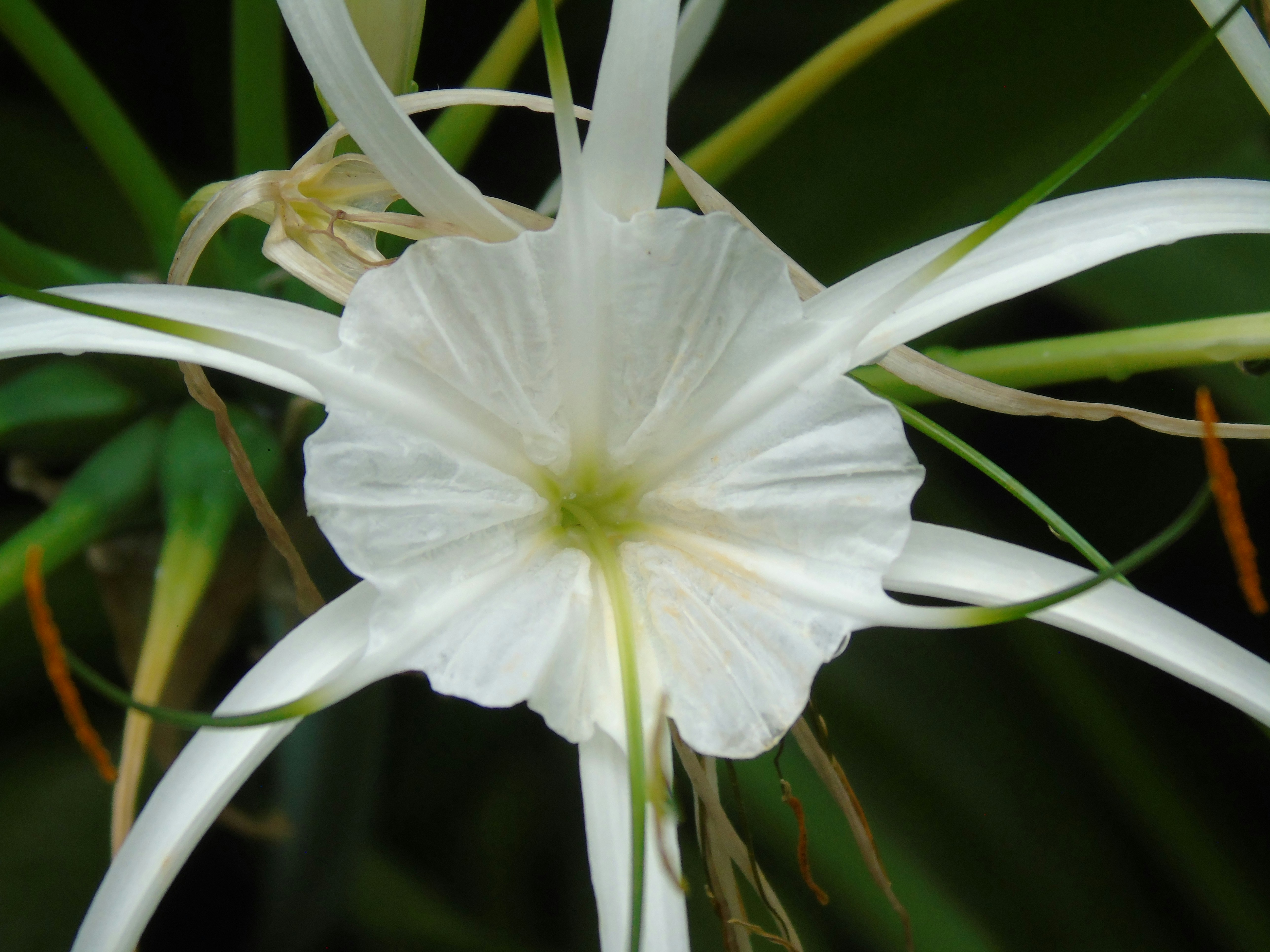 Straighten of White Spider Lily: Central Bloom Framed by Curved Petals
