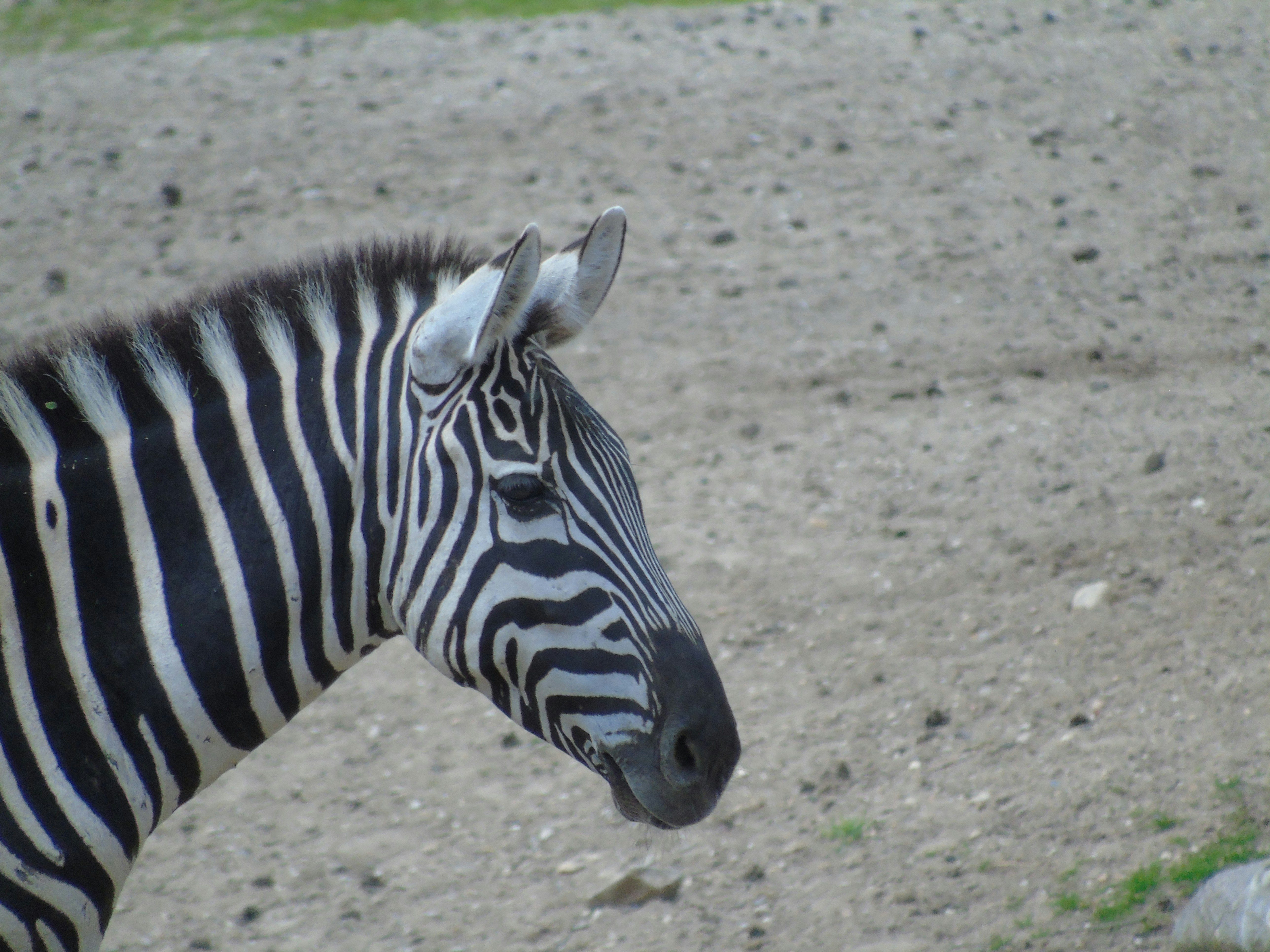 Zebra in profile: bold mane stripes and calm gaze