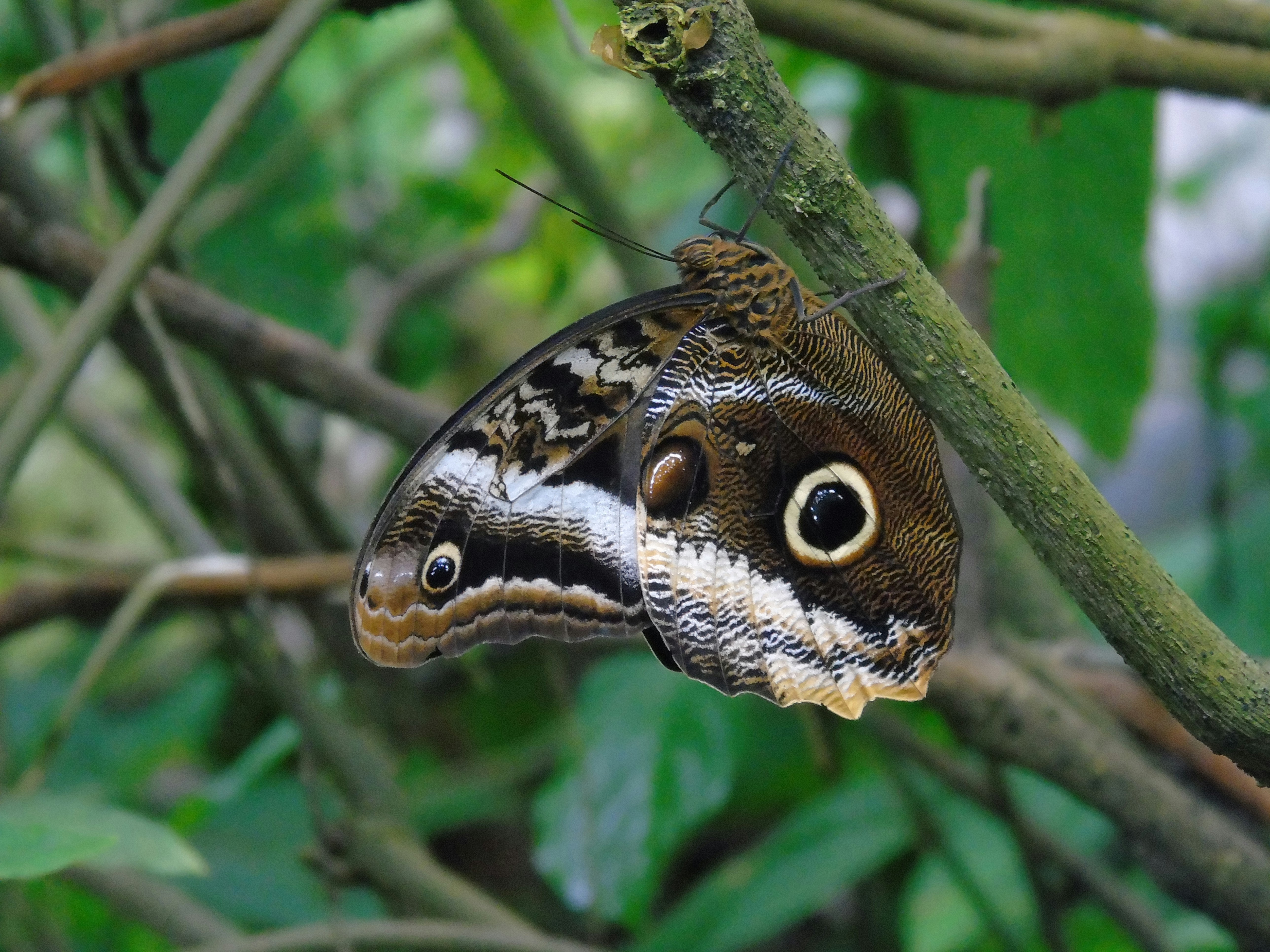 Close-up of a Butterfly's Eye Wrapped in Branches