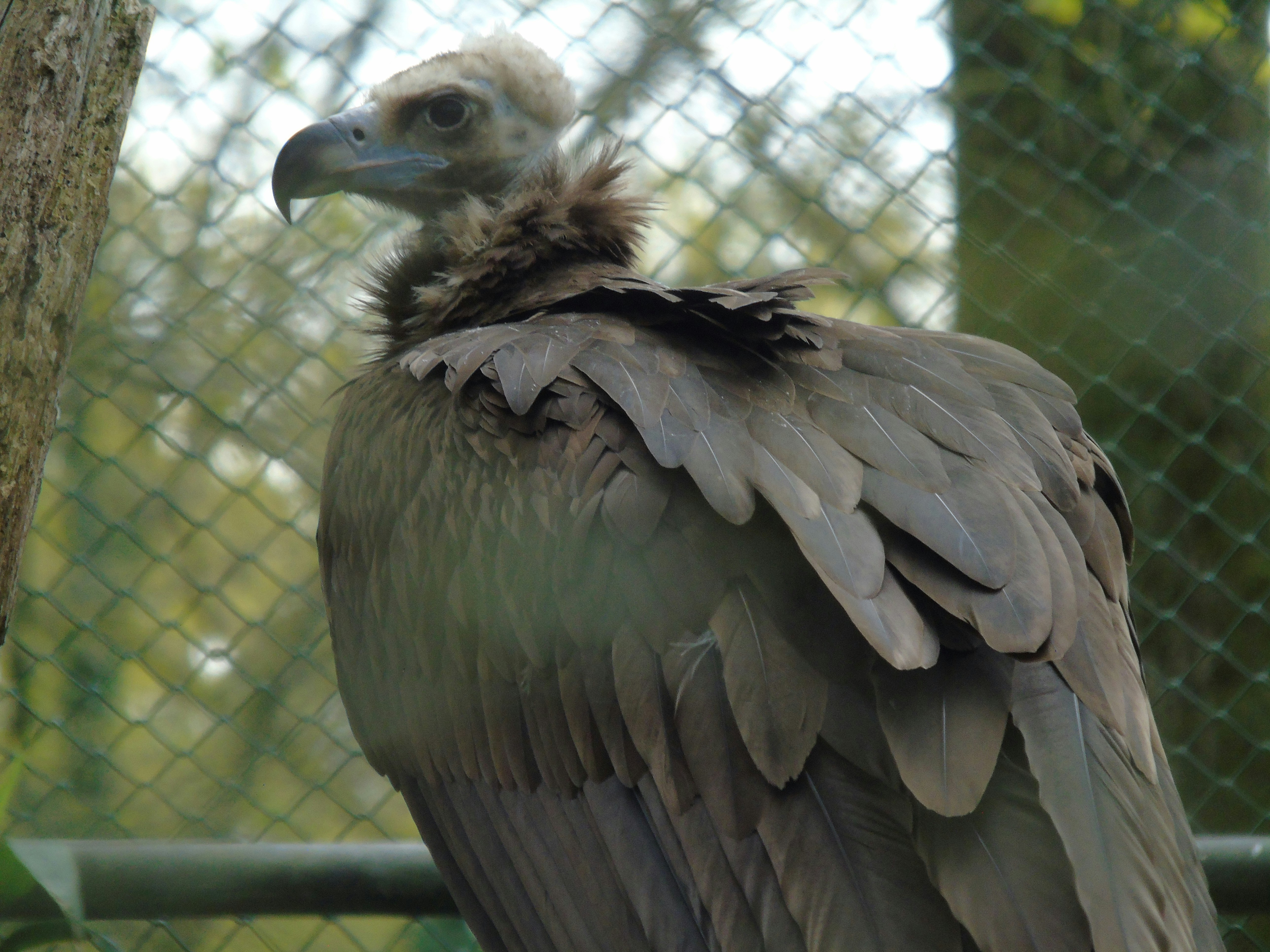 Close-Up of a Curiously Regal Vulture Inspecting the Enclosure