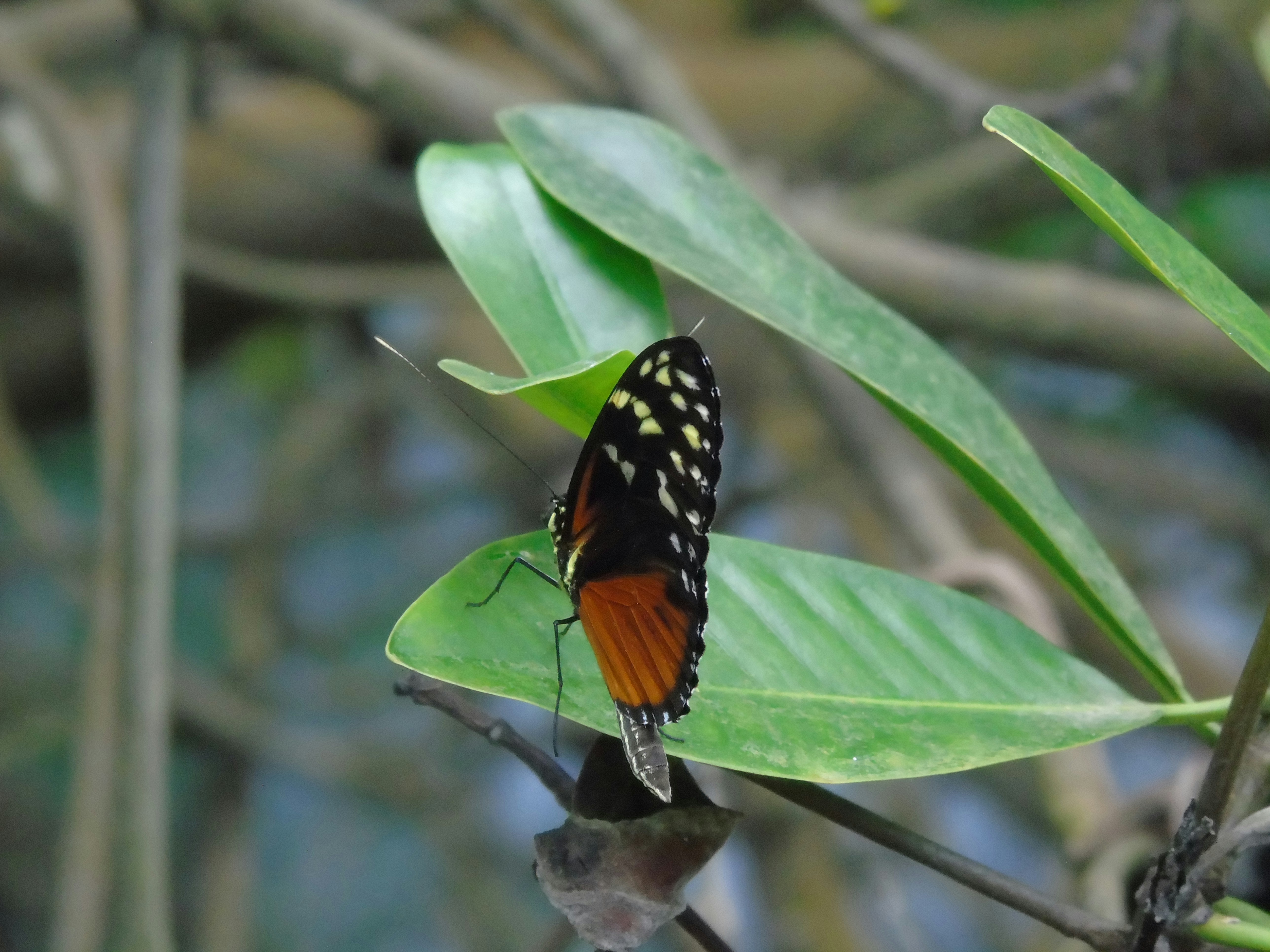 Orange-Black butterfly resting on glossy green leaf