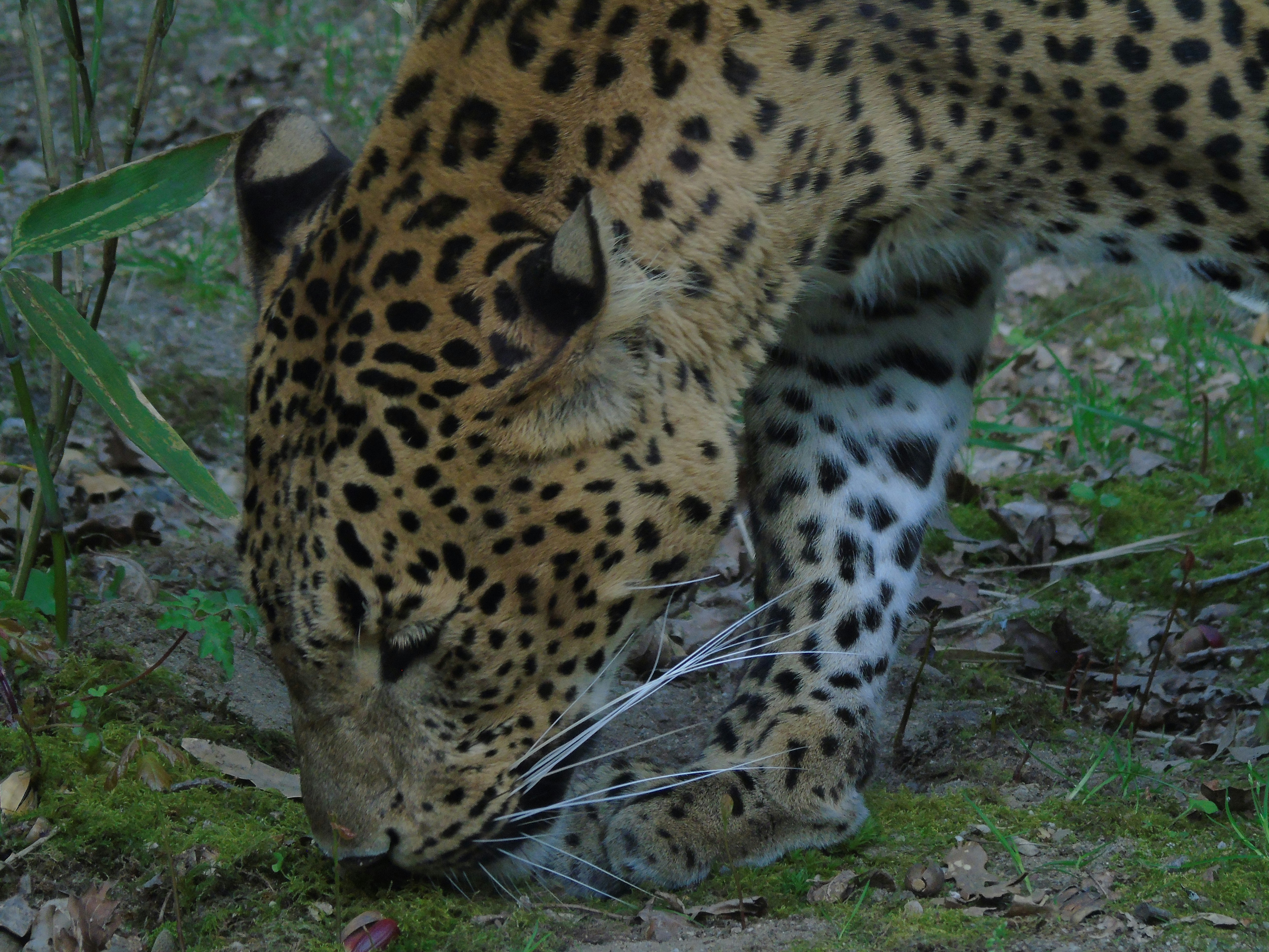 Leopard in Shadowed Grass: A Quiet Prowl