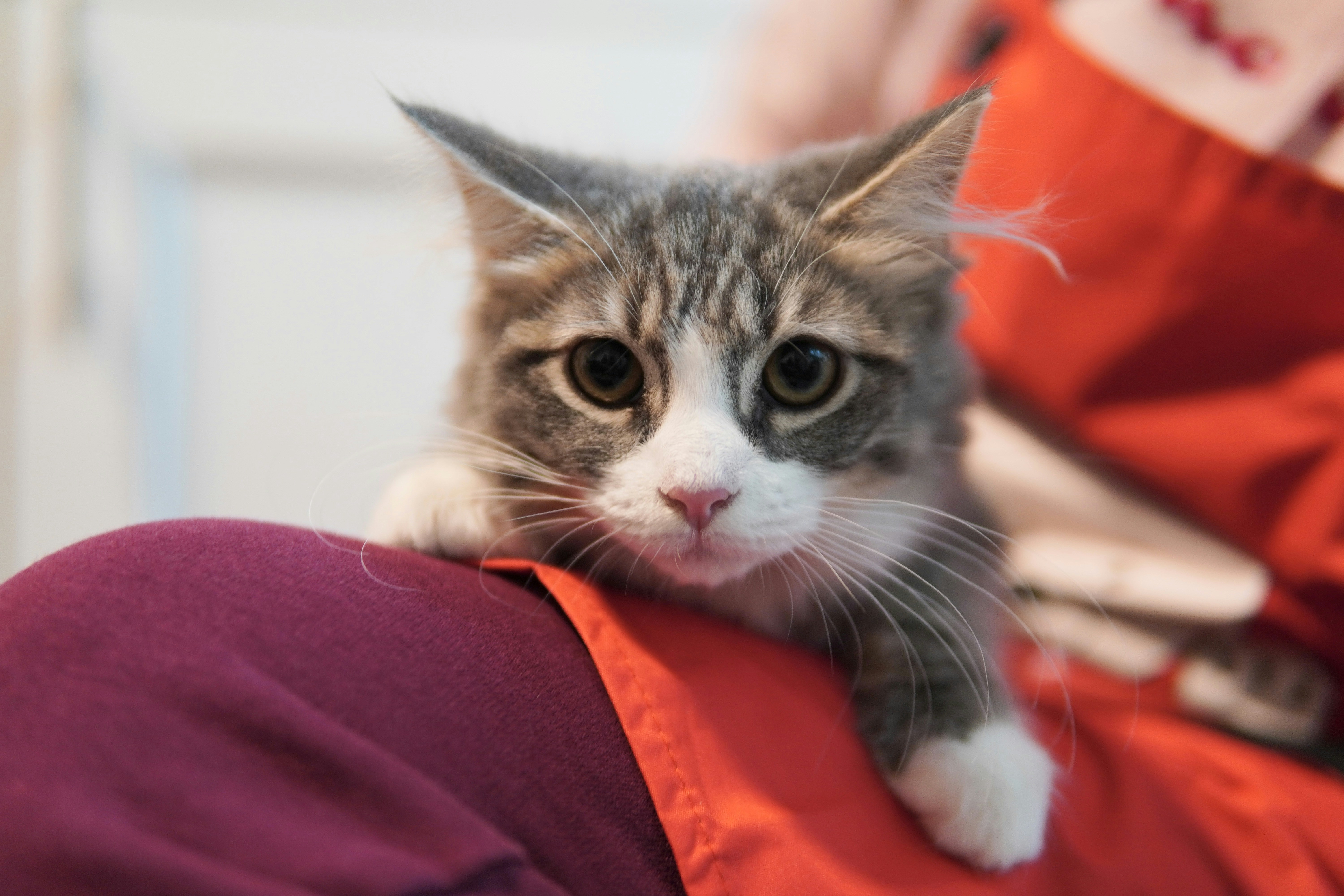 Curious Kitten's Quiet Vigil