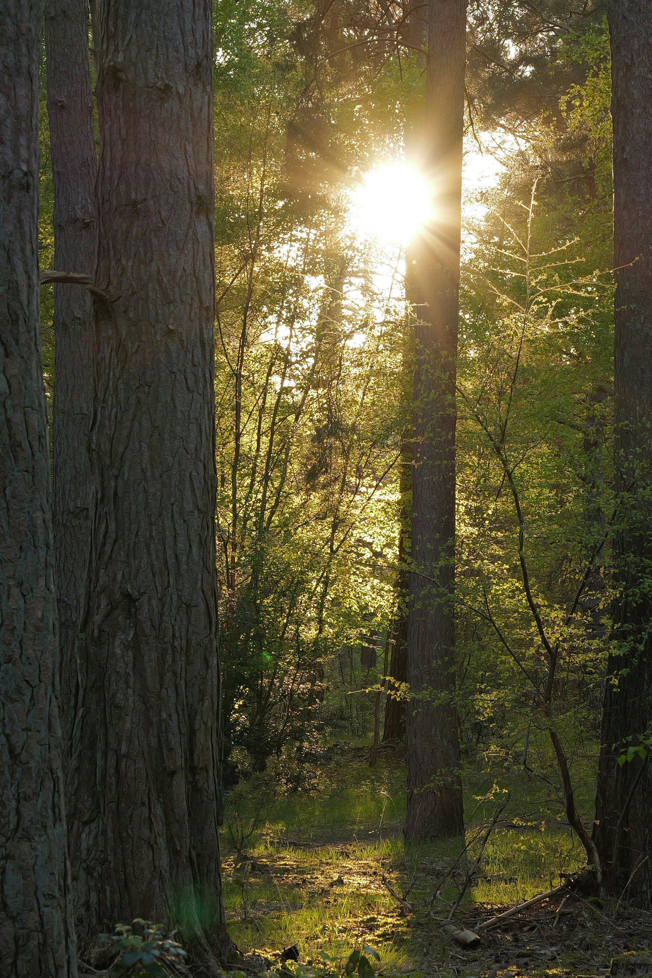 Sunlit Sentinel: Dawn Glow Through Cedar Trunks