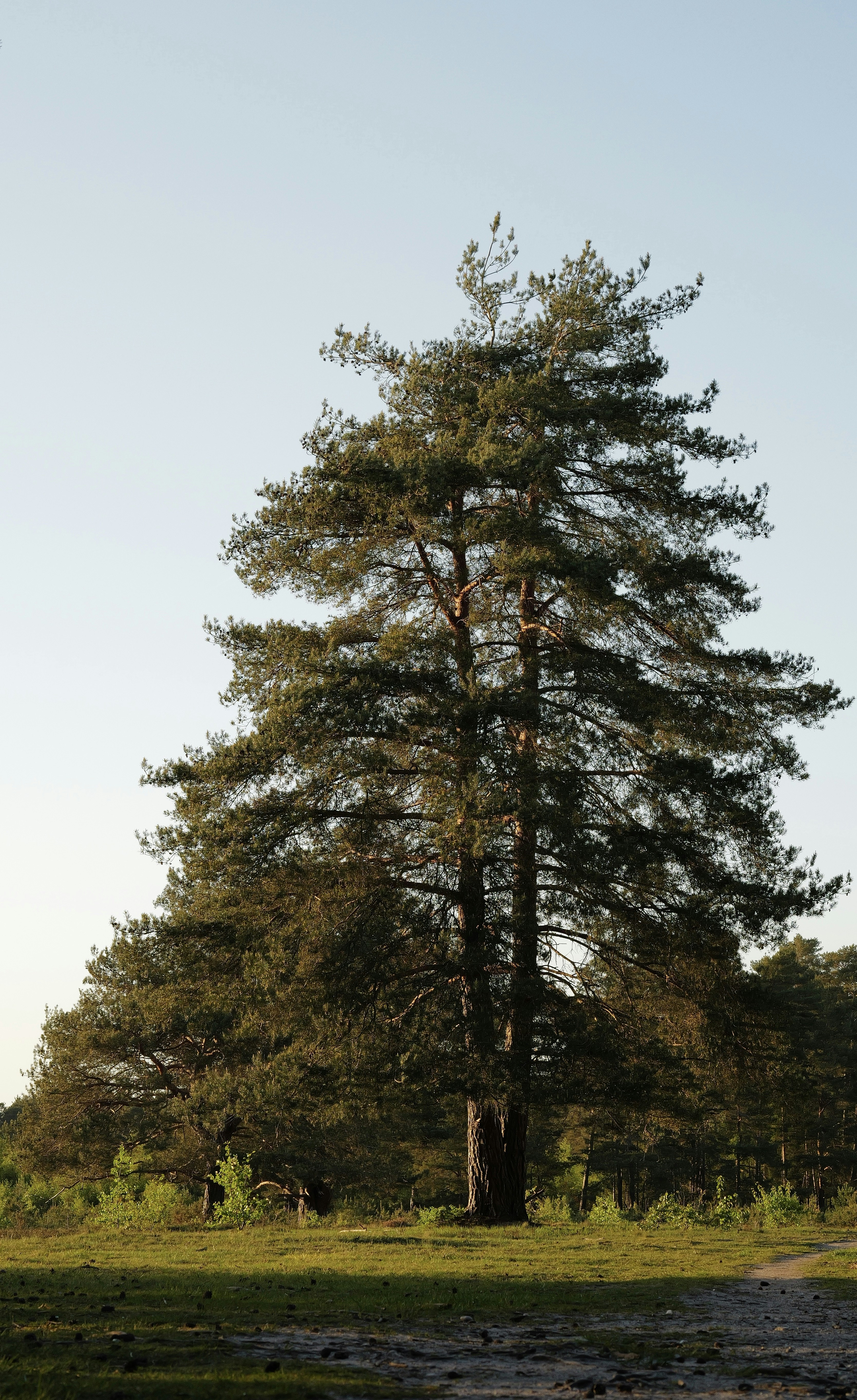 Majestic Lone Pine Reaching Toward the Sky at Dusk