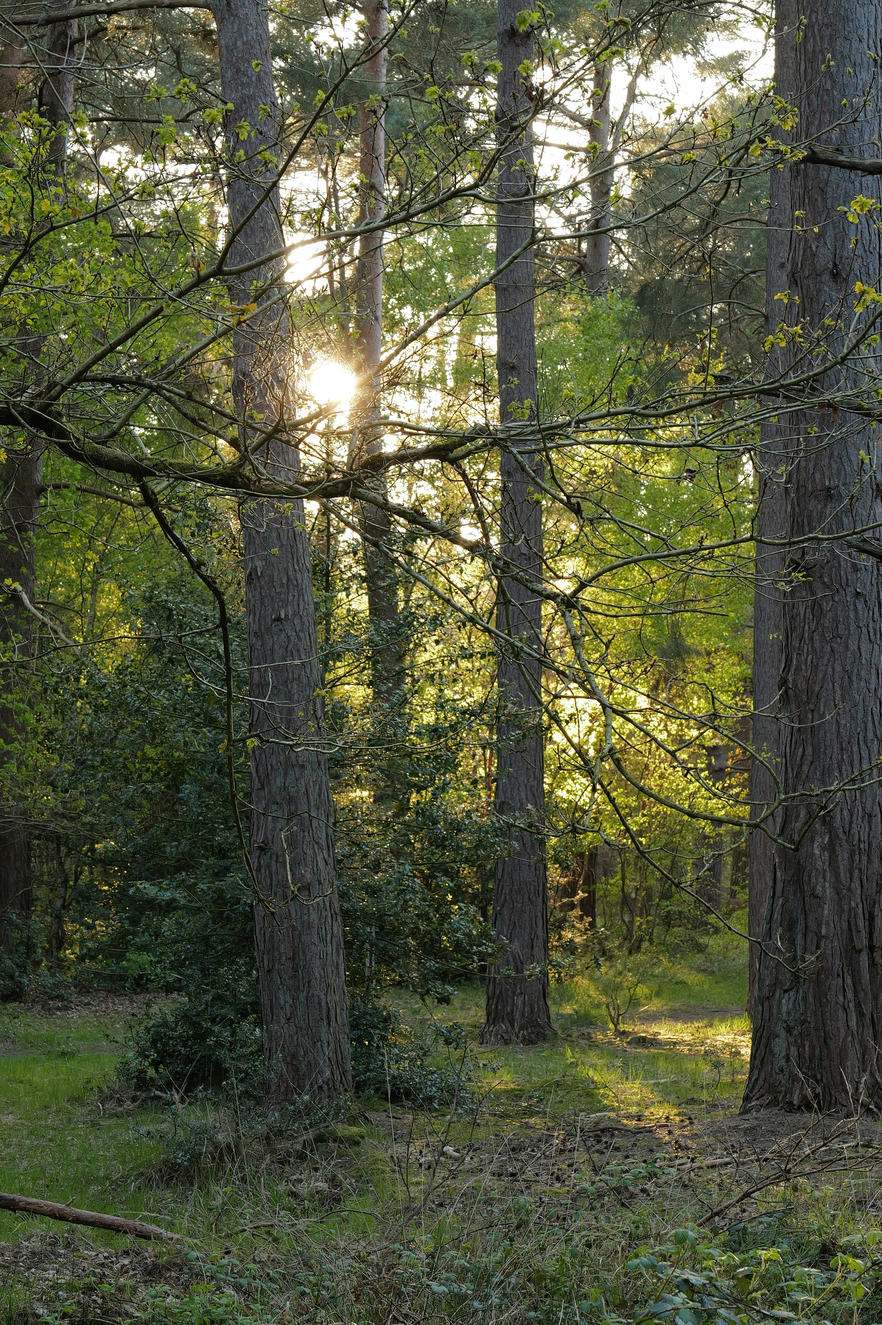 Sunlit Sentinel: Quiet Pines in Dappled Light