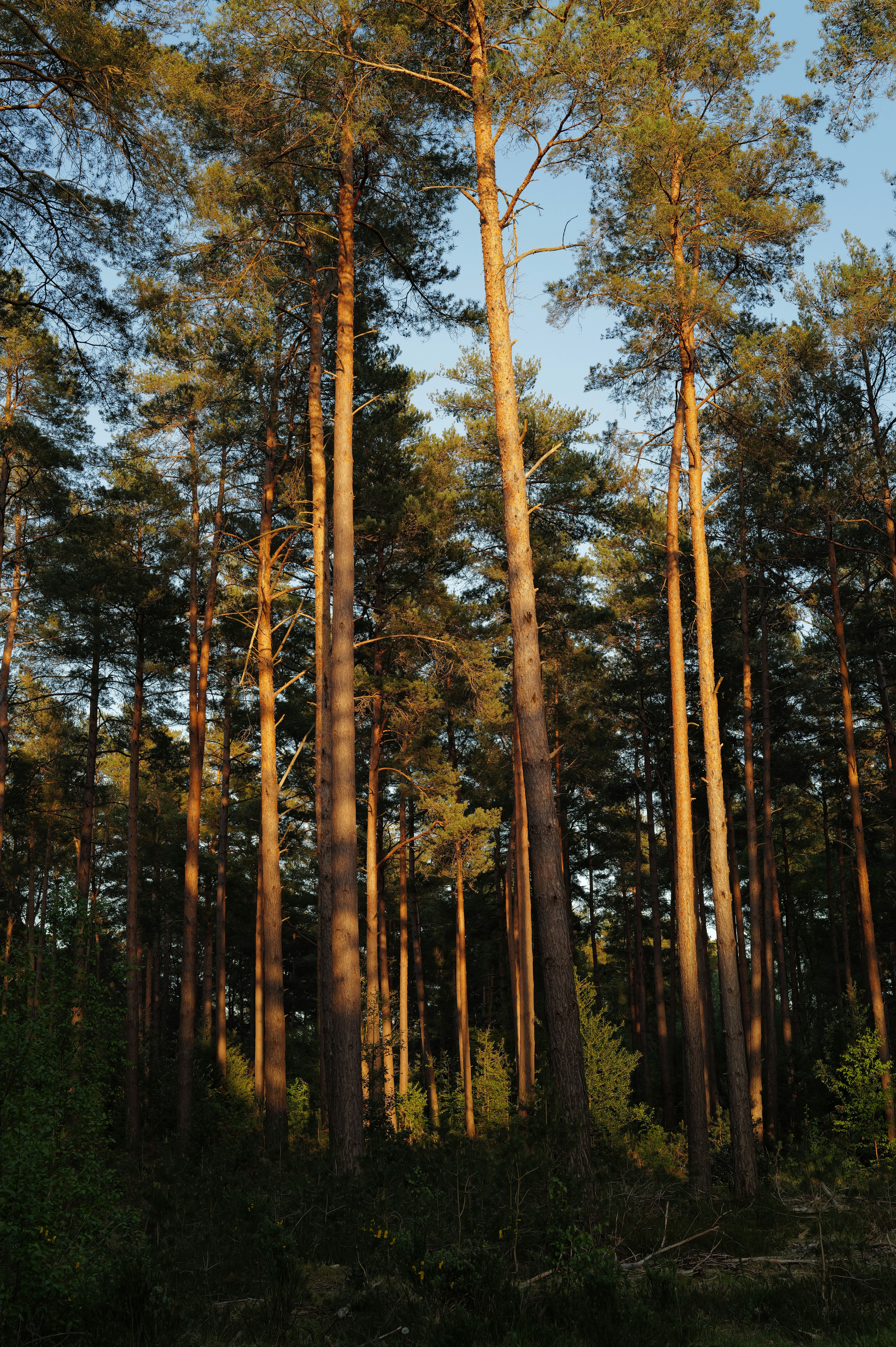 Sunlit Pines Reaching for the Sky at Dusk