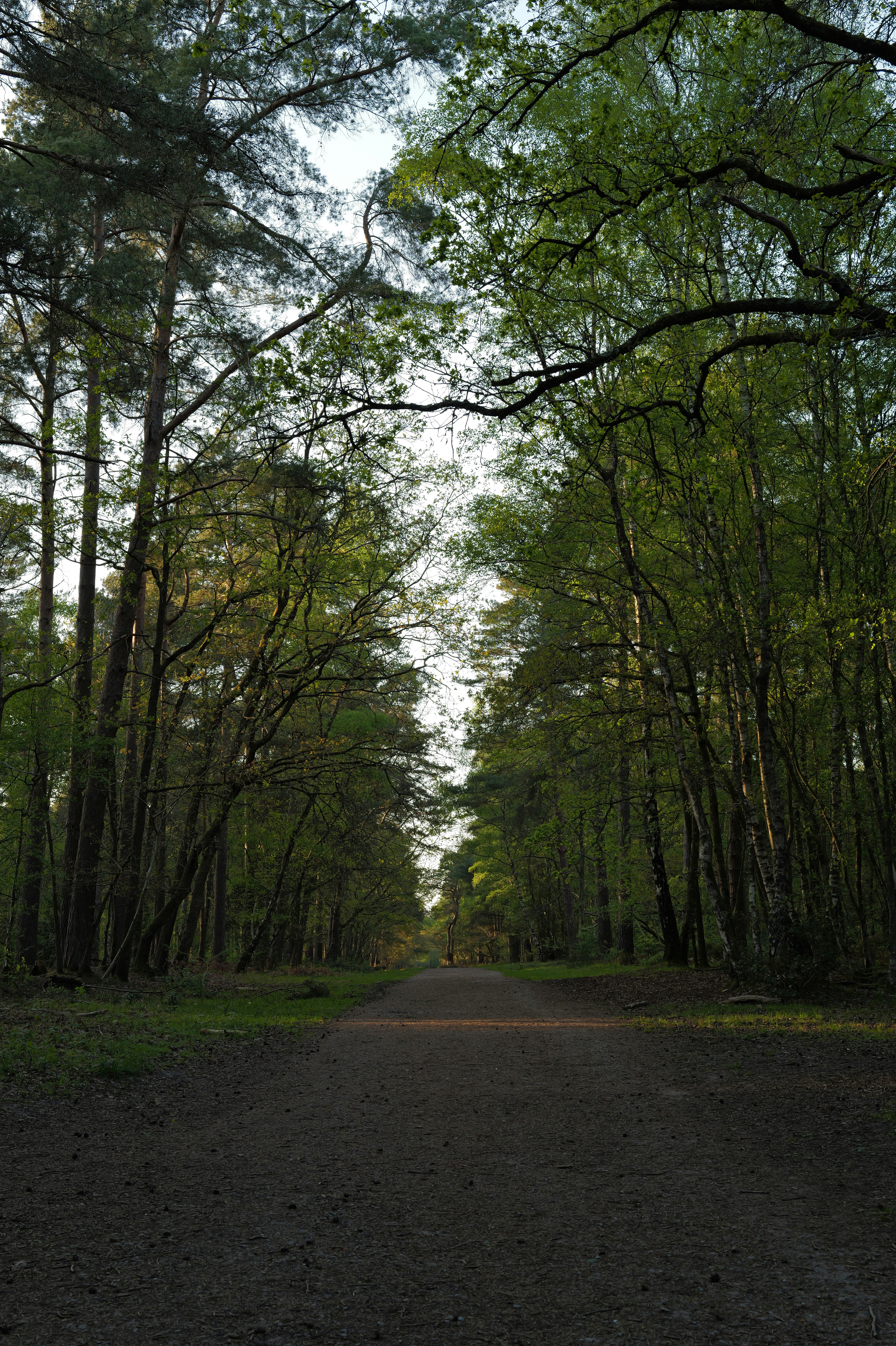 Tree-lined avenue: a quiet forest path receding into light