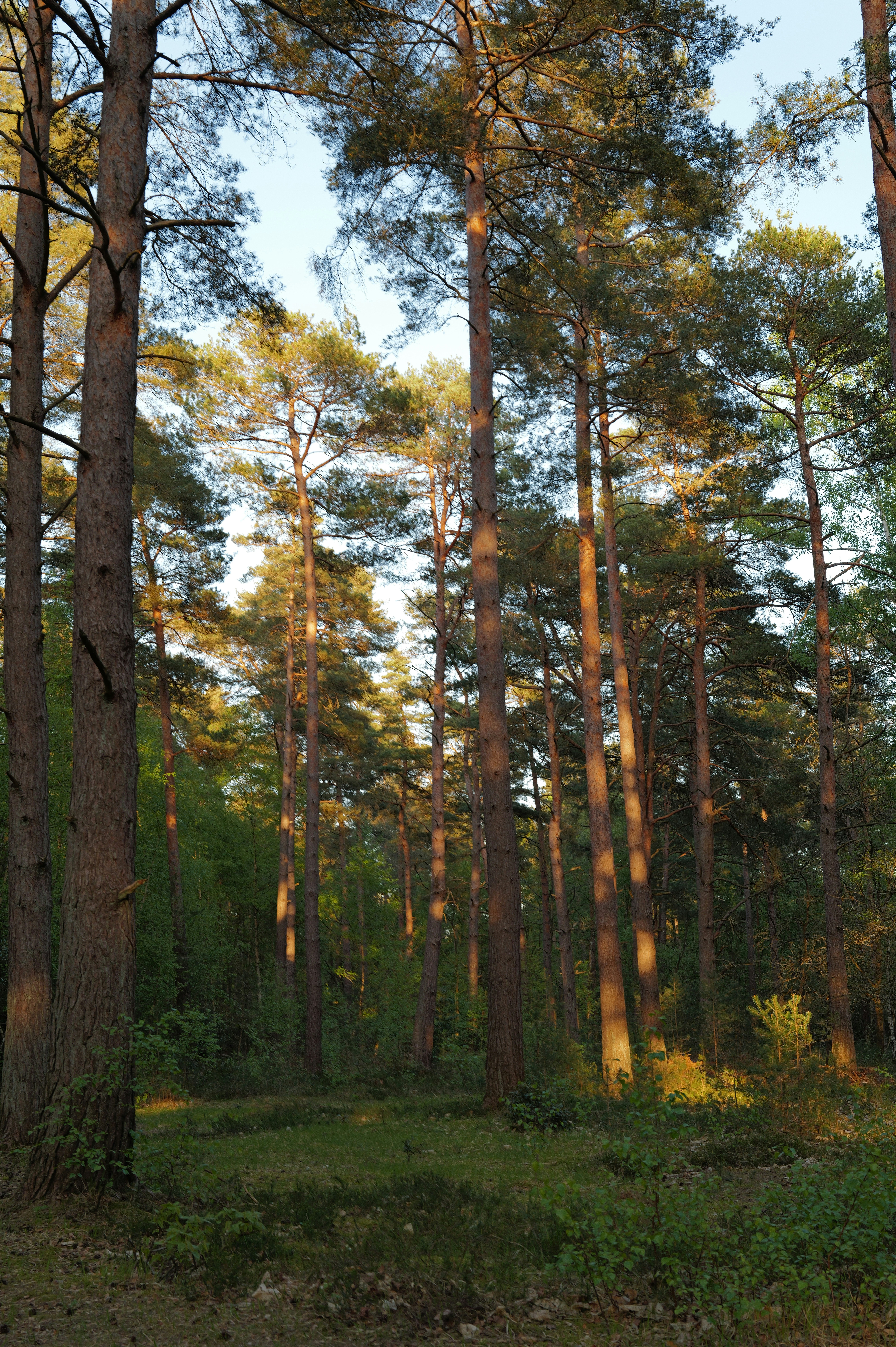 Sunlit Pines: Dawn Threads Through the Forest