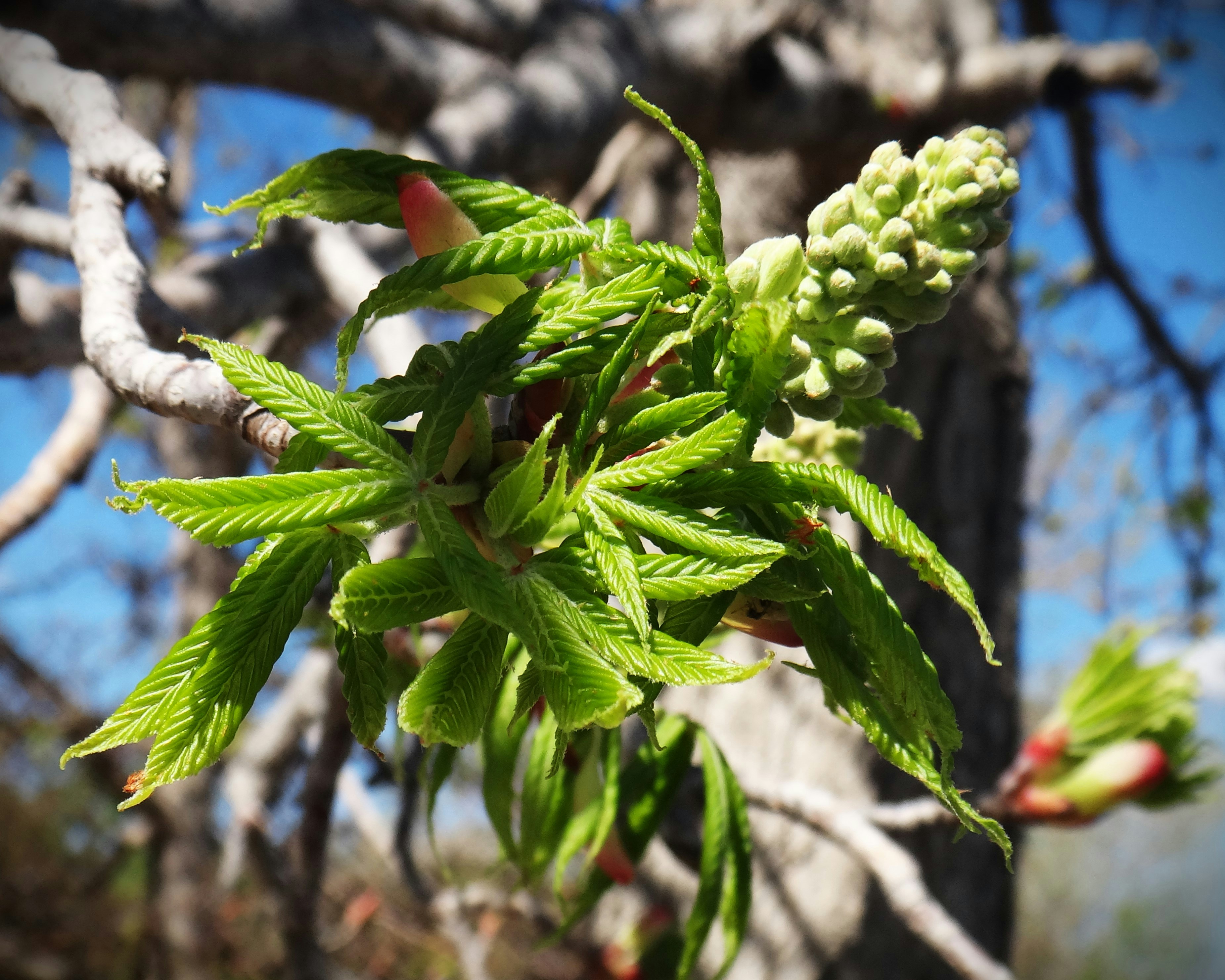 Emergent Green: Tender Sprouts in Sharp Focus Against a Quiet Winter Branch