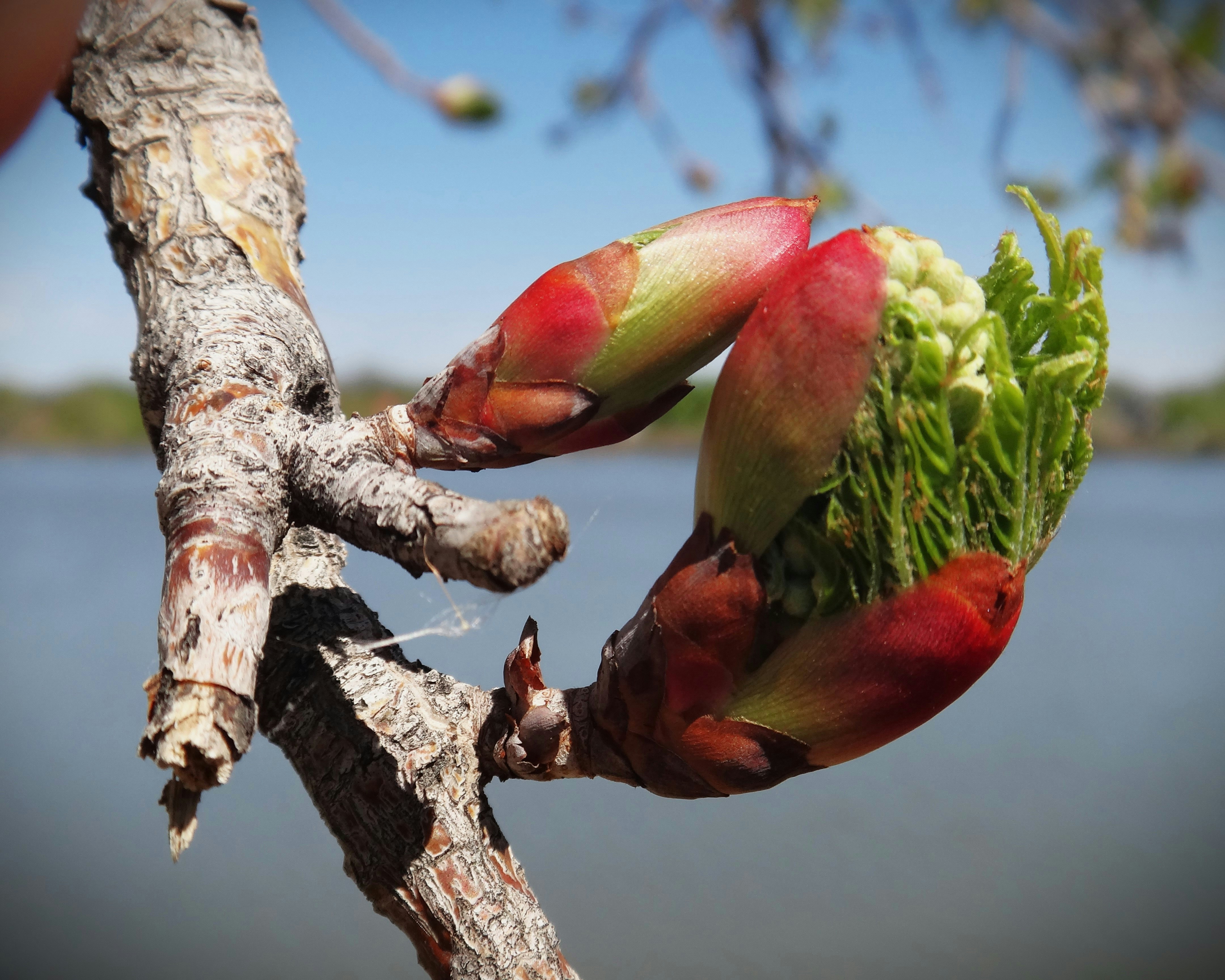 Cracking Buds: Tender Green Emerging From Barked Branch