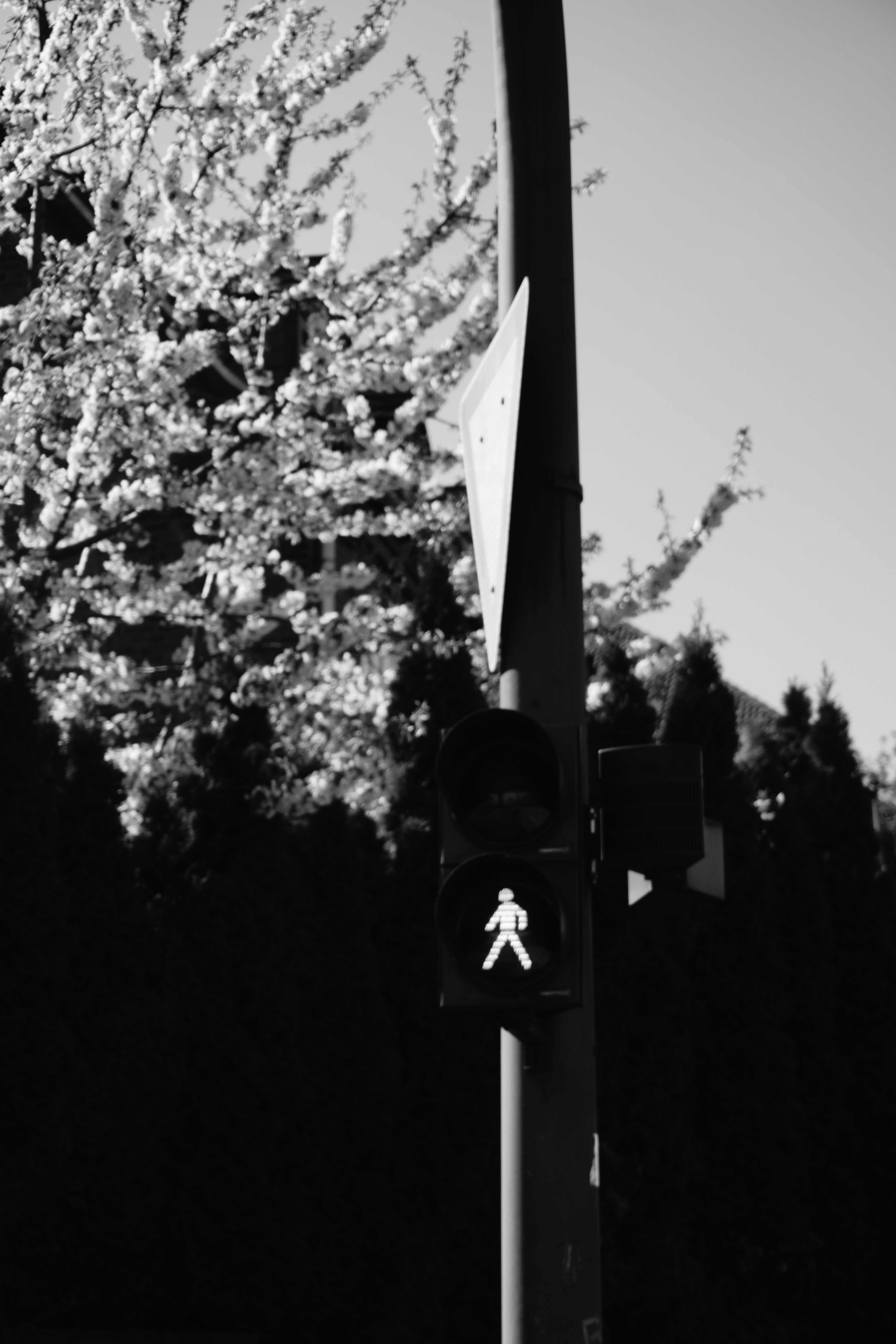 Crosswalk Signal in Silent Monochrome