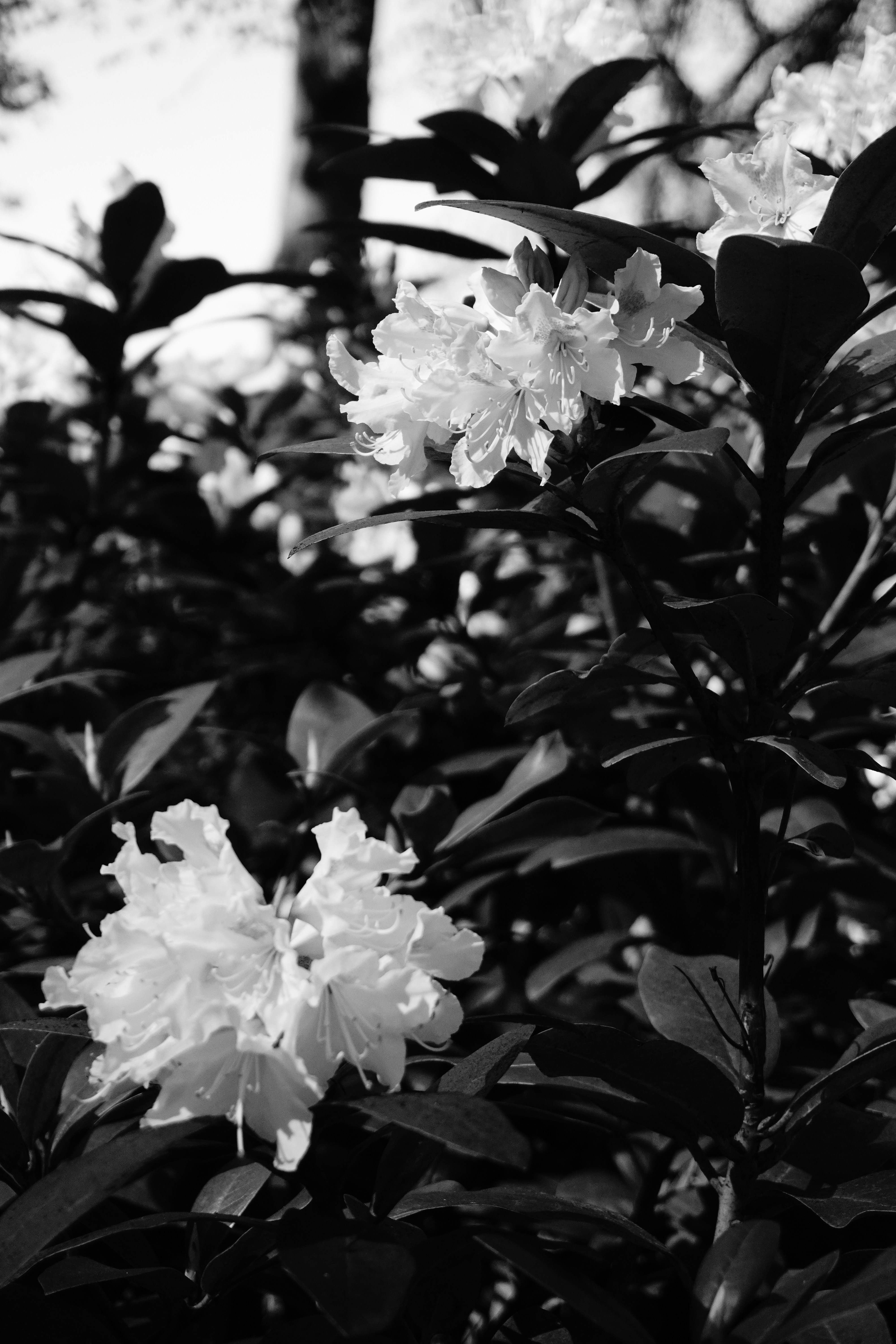 White Blooms in Monochrome Quiet