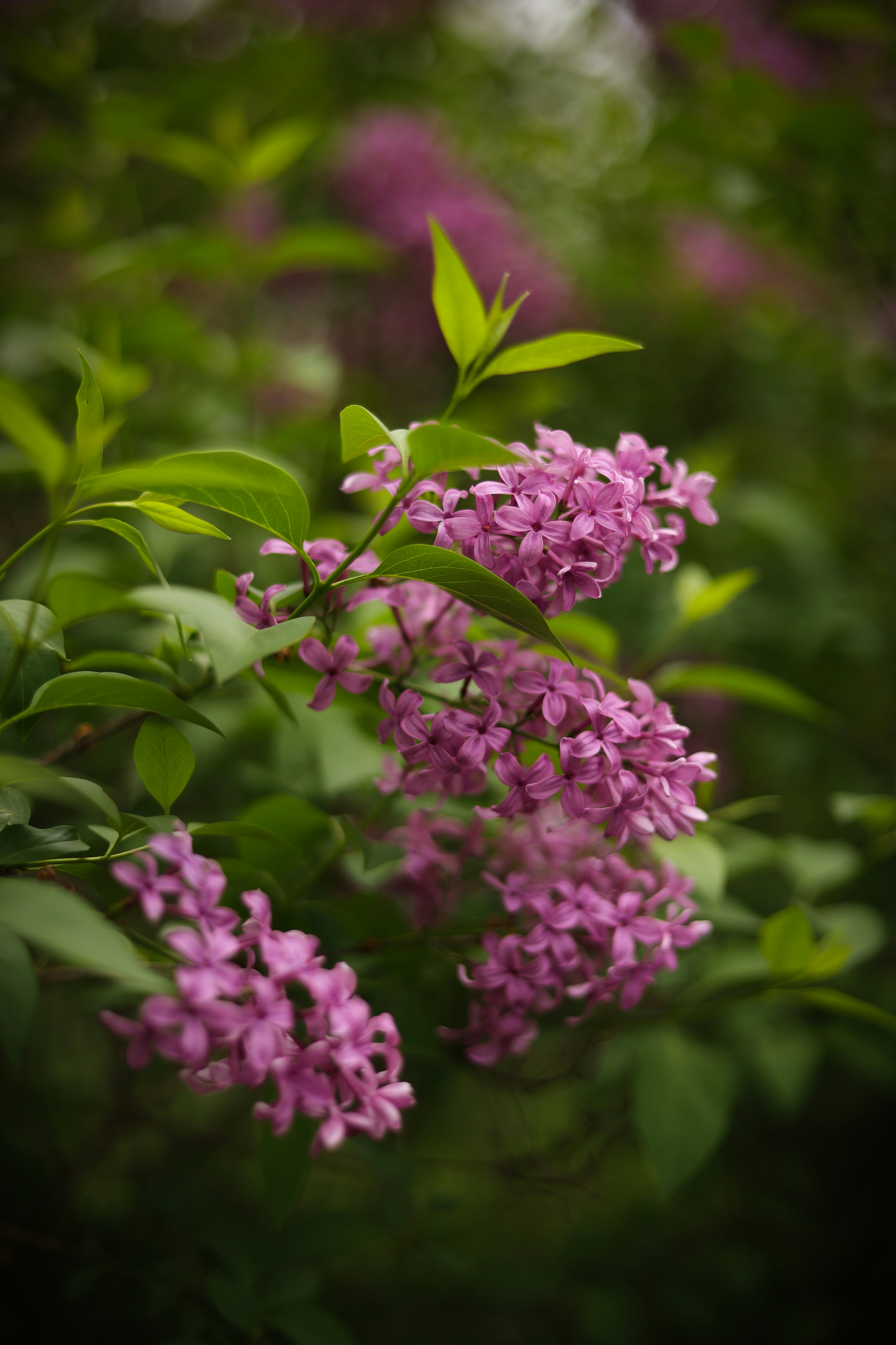 Vibrant lilac blooms in a quiet garden eddy