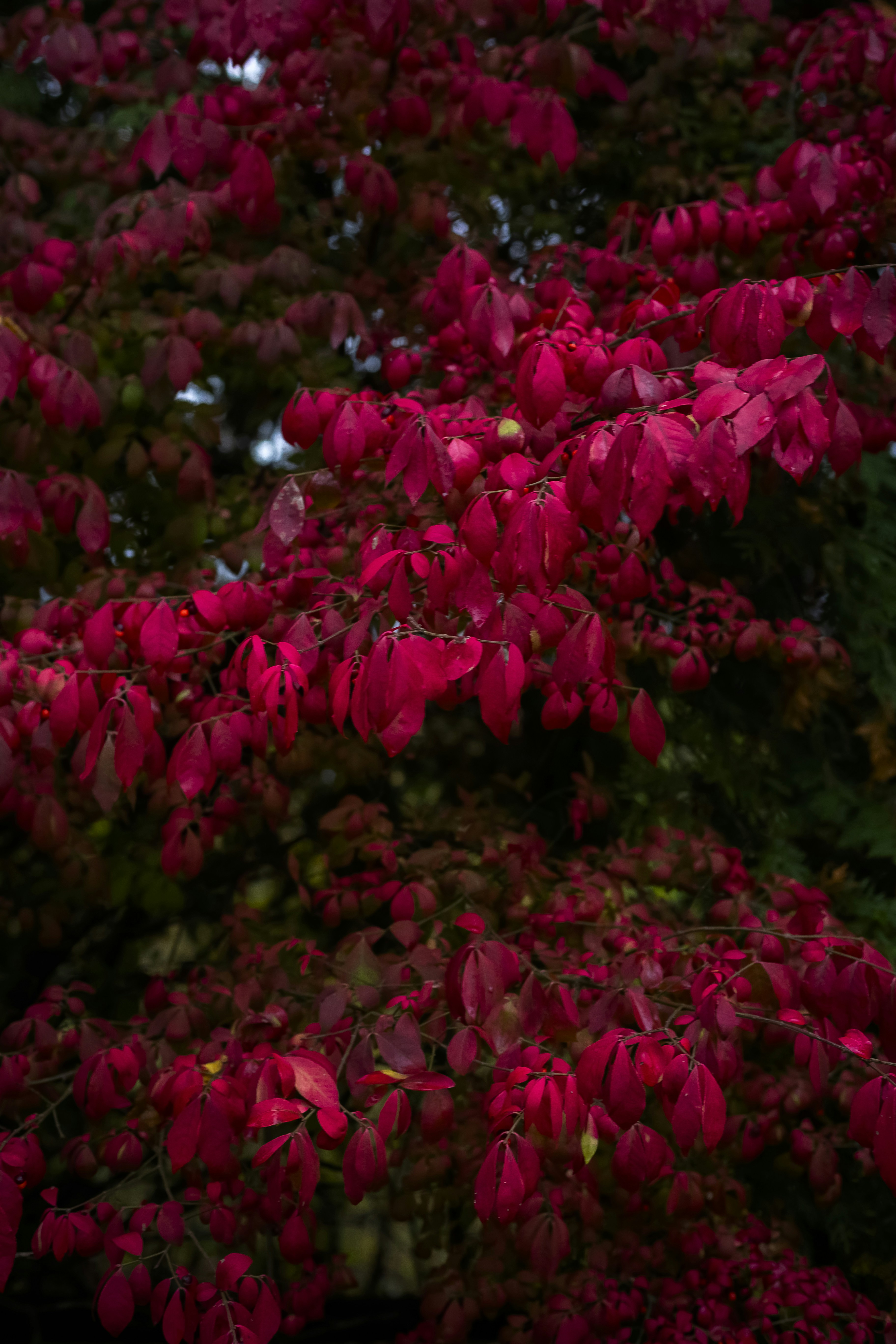Crimson Cascades: Autumn Leaves Backlit in Dim Forest Light