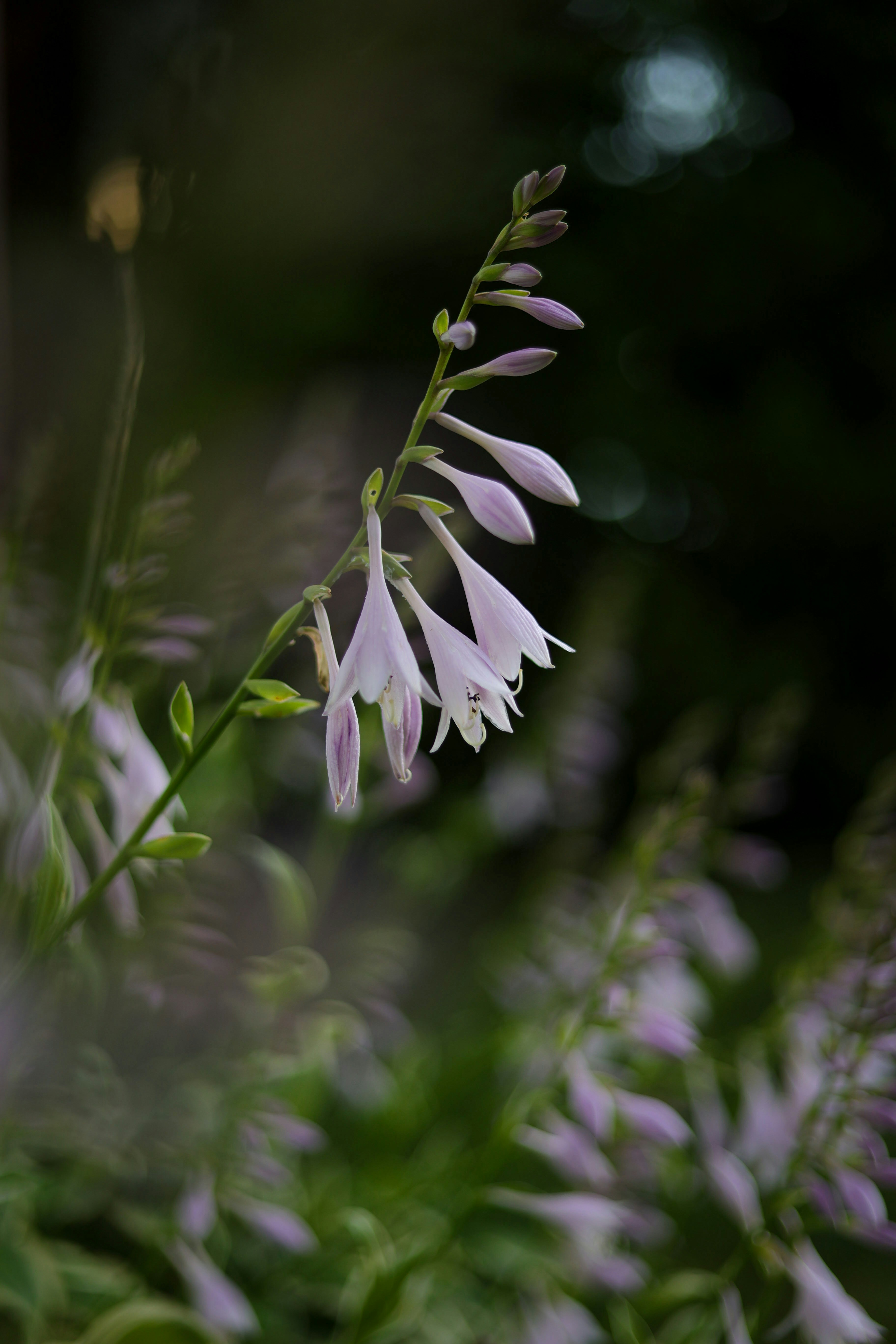 Lavender Bellflower Cascade in Soft Focus