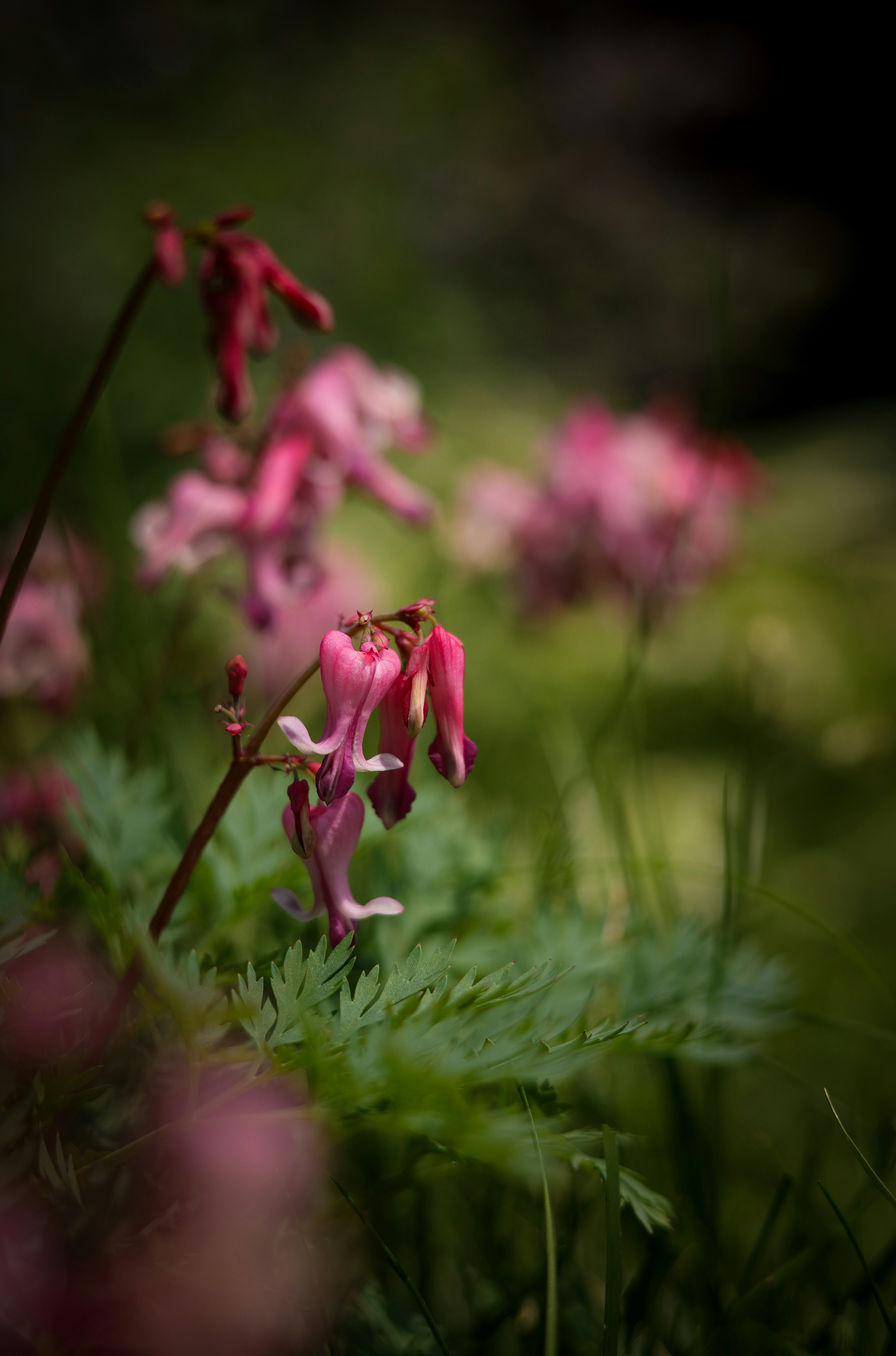 Pink Bleeding Hearts in a Quiet Meadow