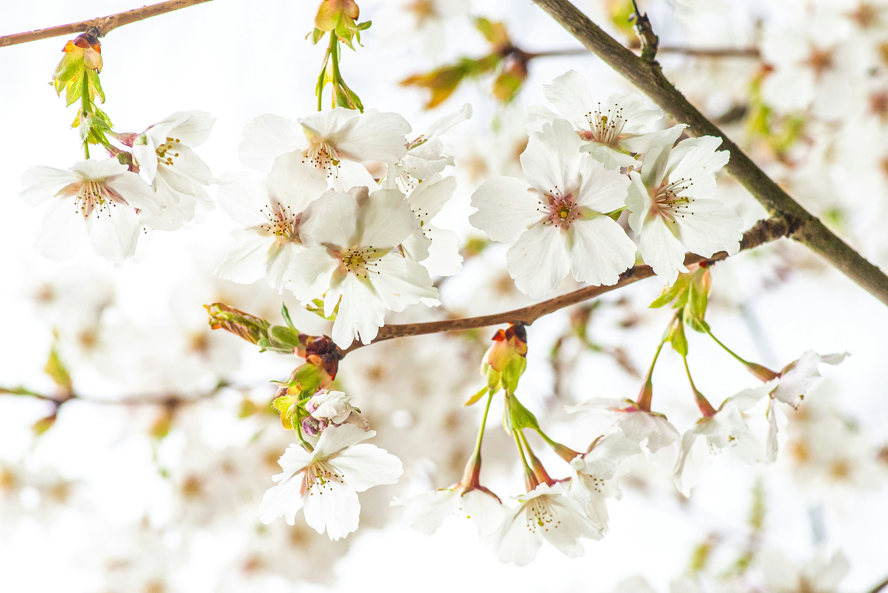 Blossoms in Soft Focus: A Quiet Chorus of Spring