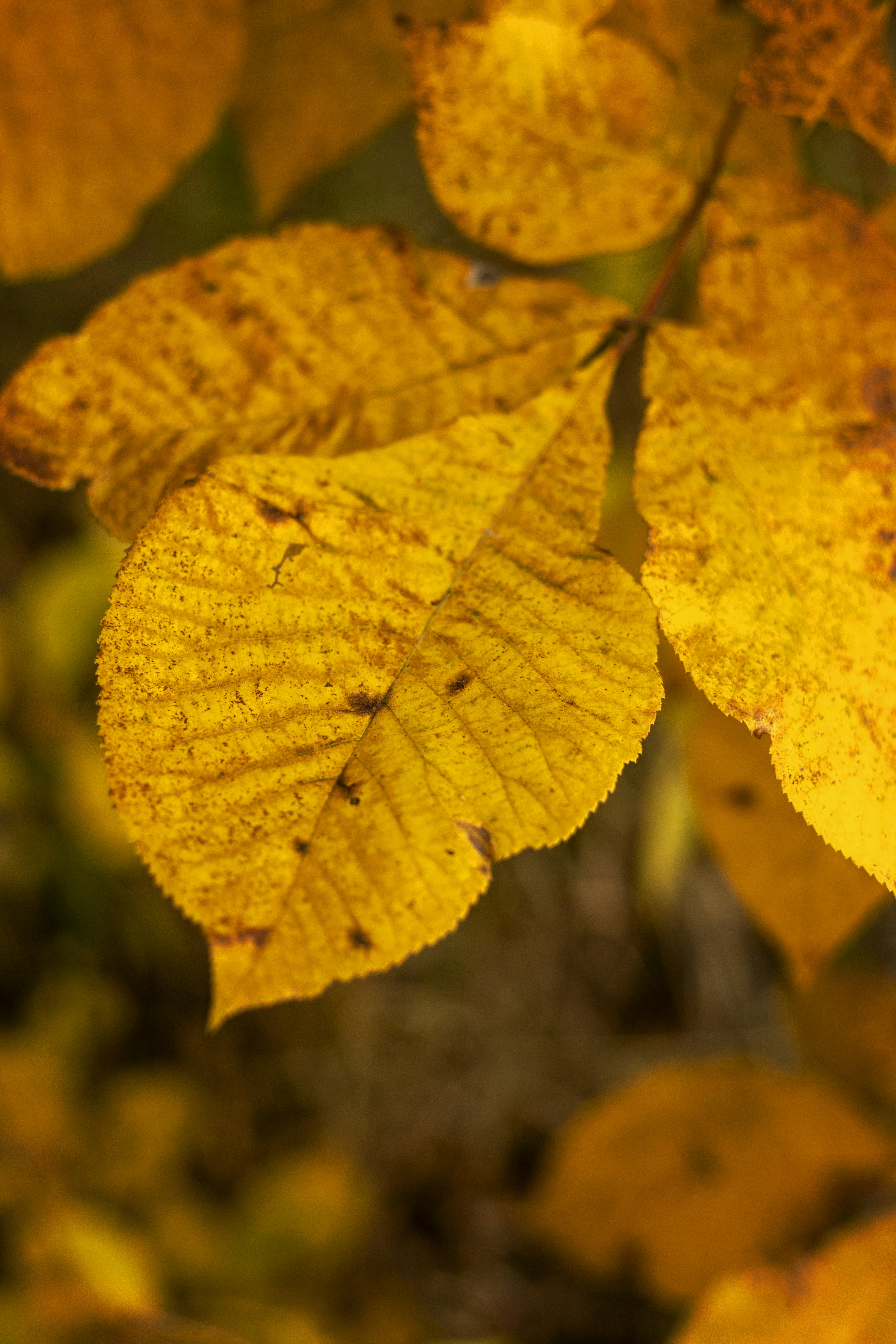 Golden Vein: Autumn Leaves Framing the Daylight Glow