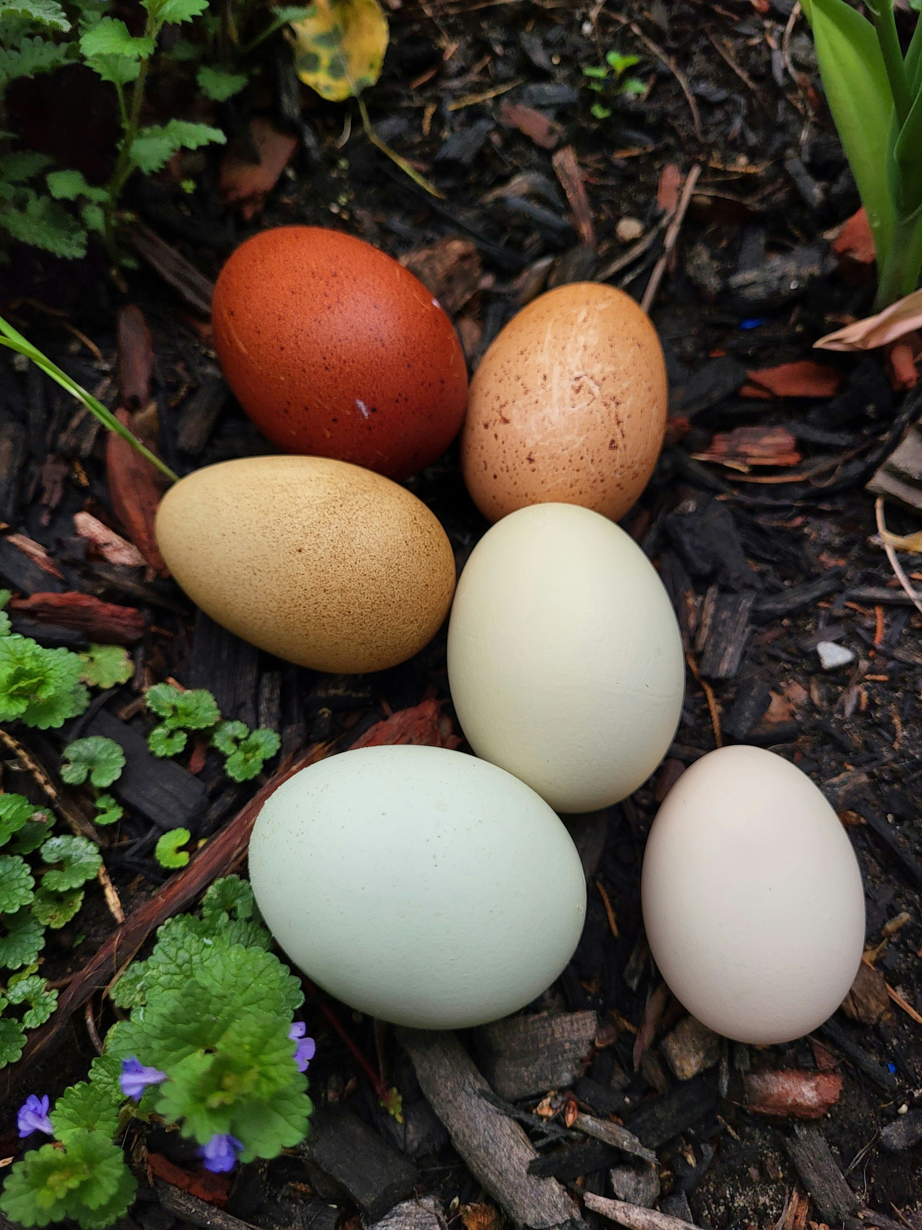 Six Colored Eggs Nestle in Soil and Ferns