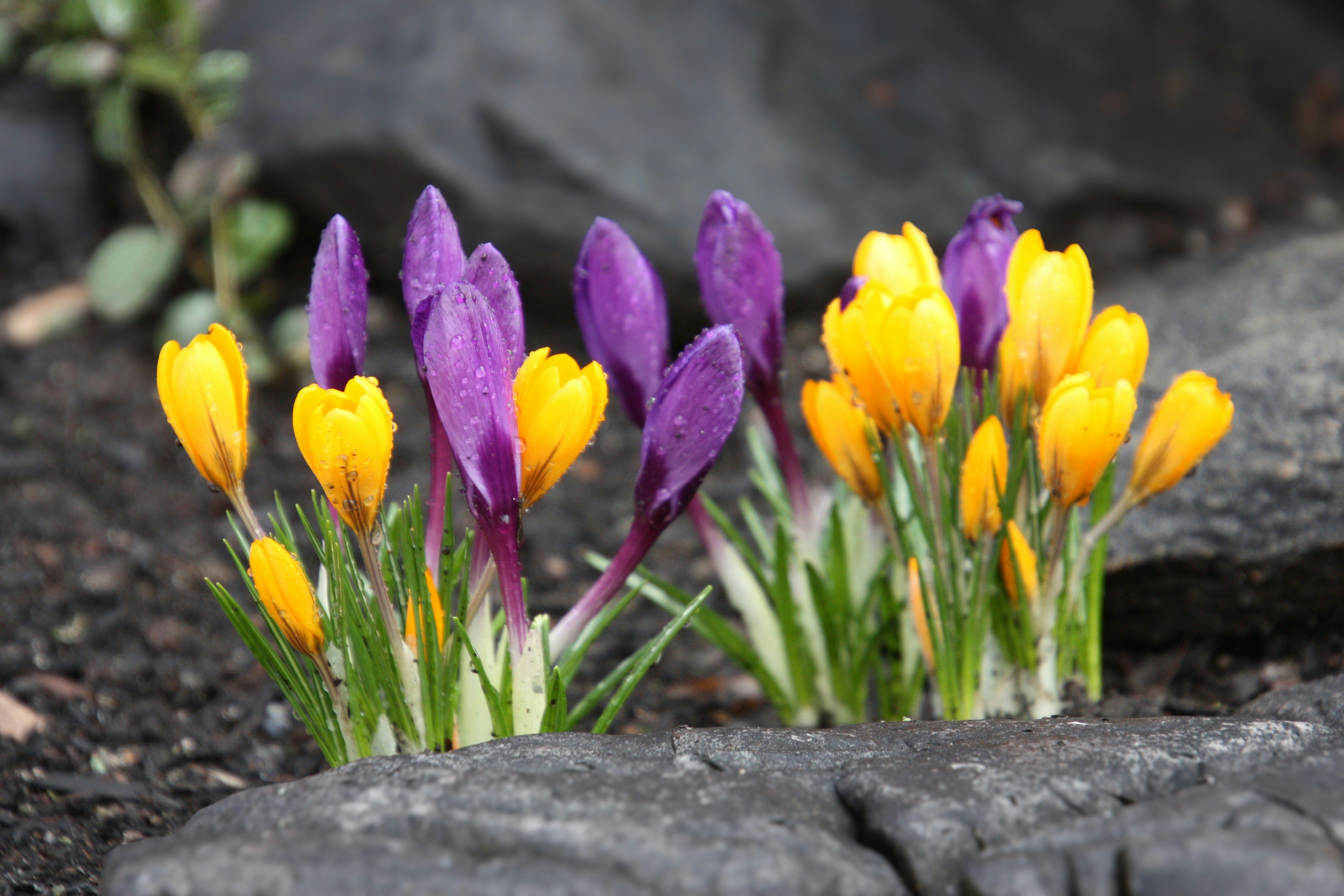 Vibrant Crocus Wake: Purple and Gold Blooms Amid Dark Stone Borders