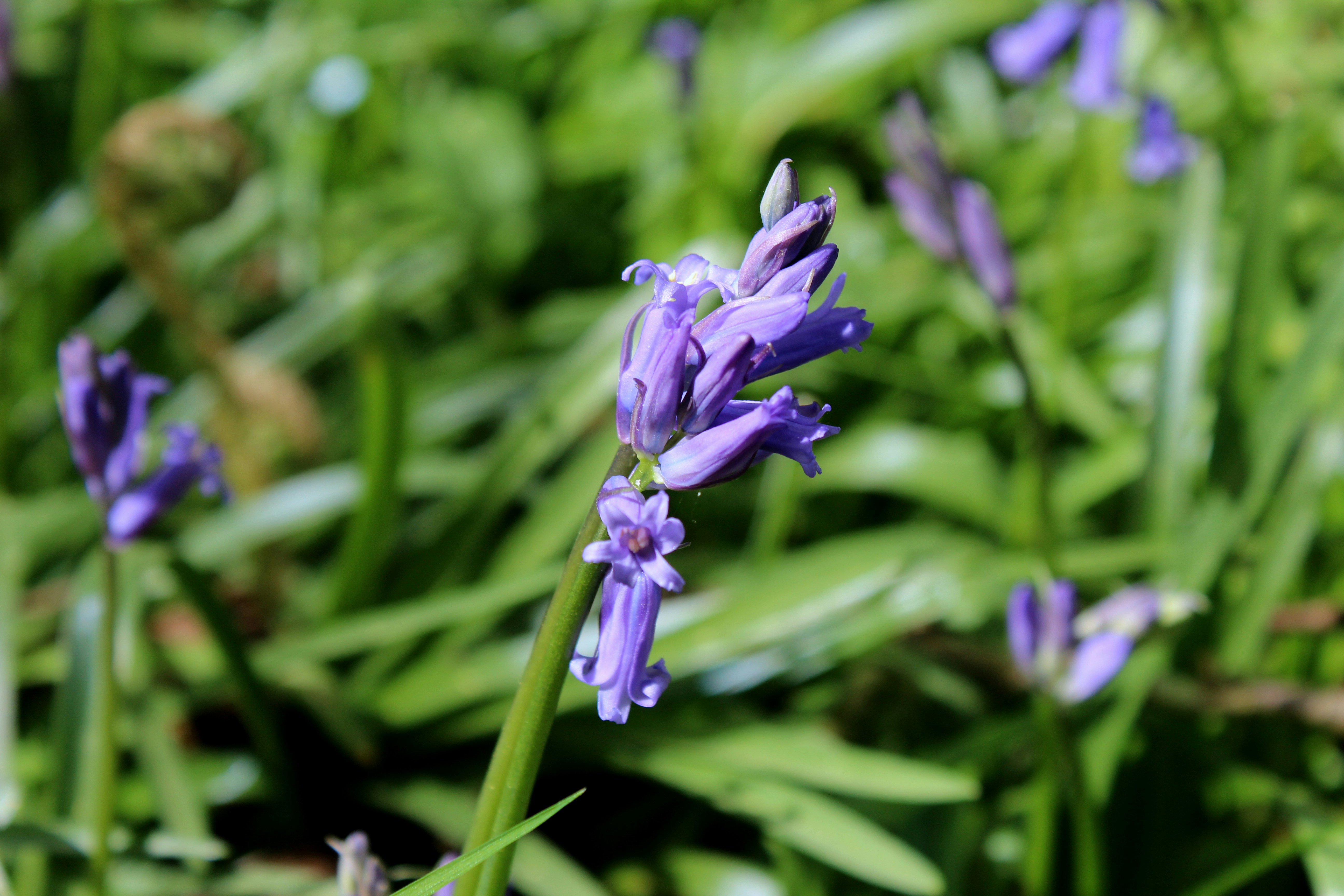 Purple Bellflower Close-Up Among Green: A Quiet Garden Moment