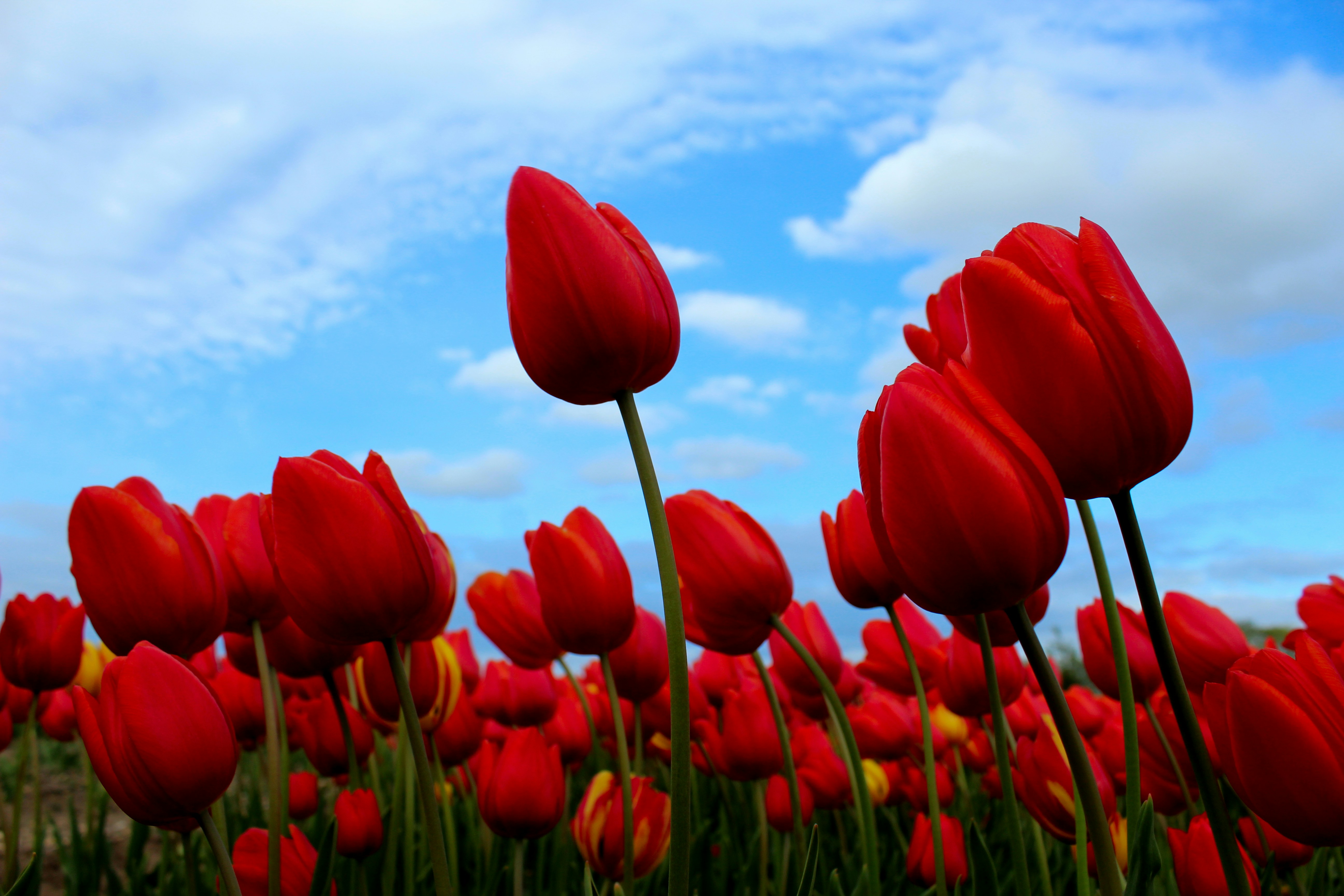 Tulip Peak: Crimson Flowers Reaching Toward a Broad Sky