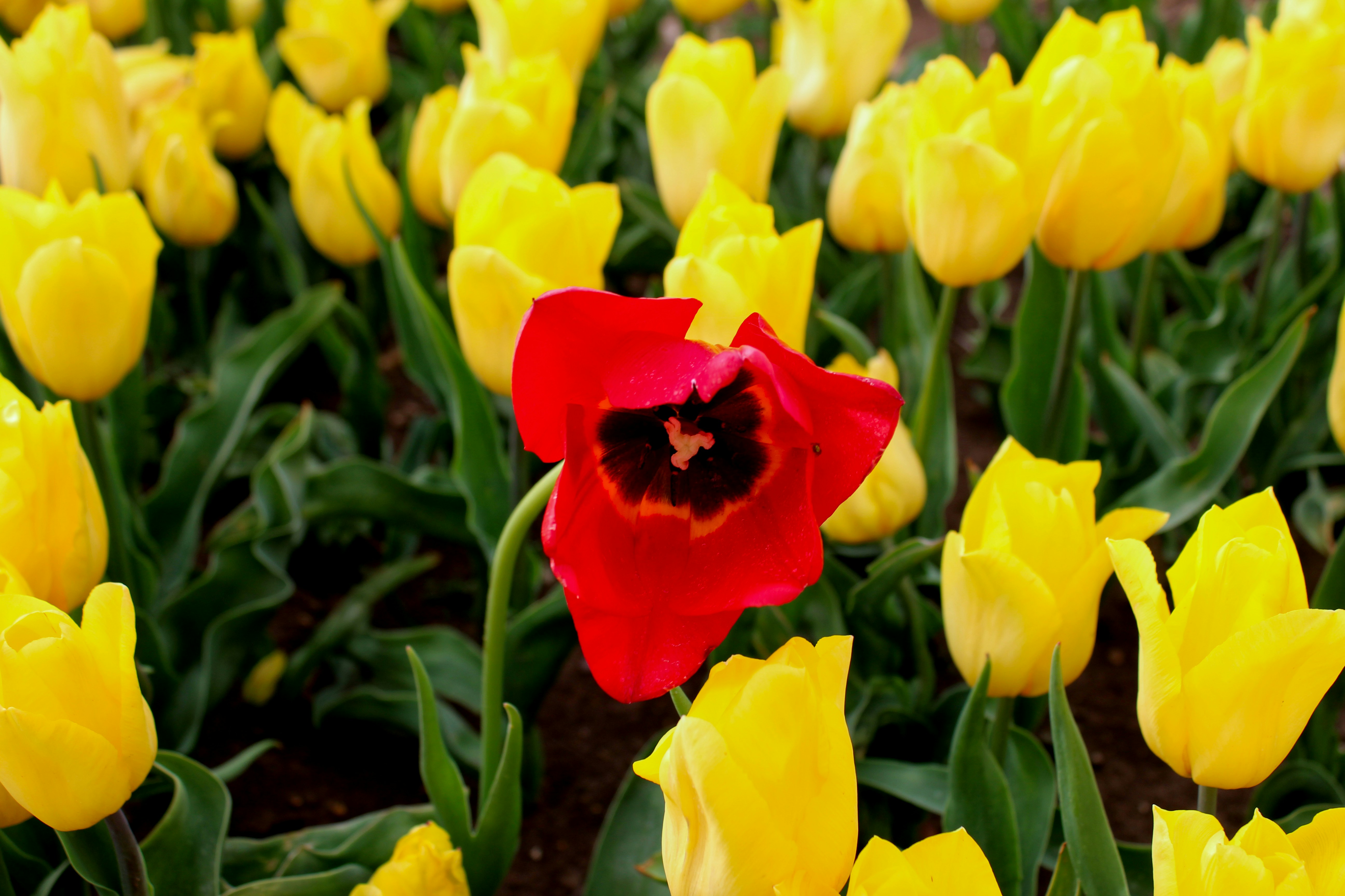 A Bold Red Tulip Among Yellow Blooms