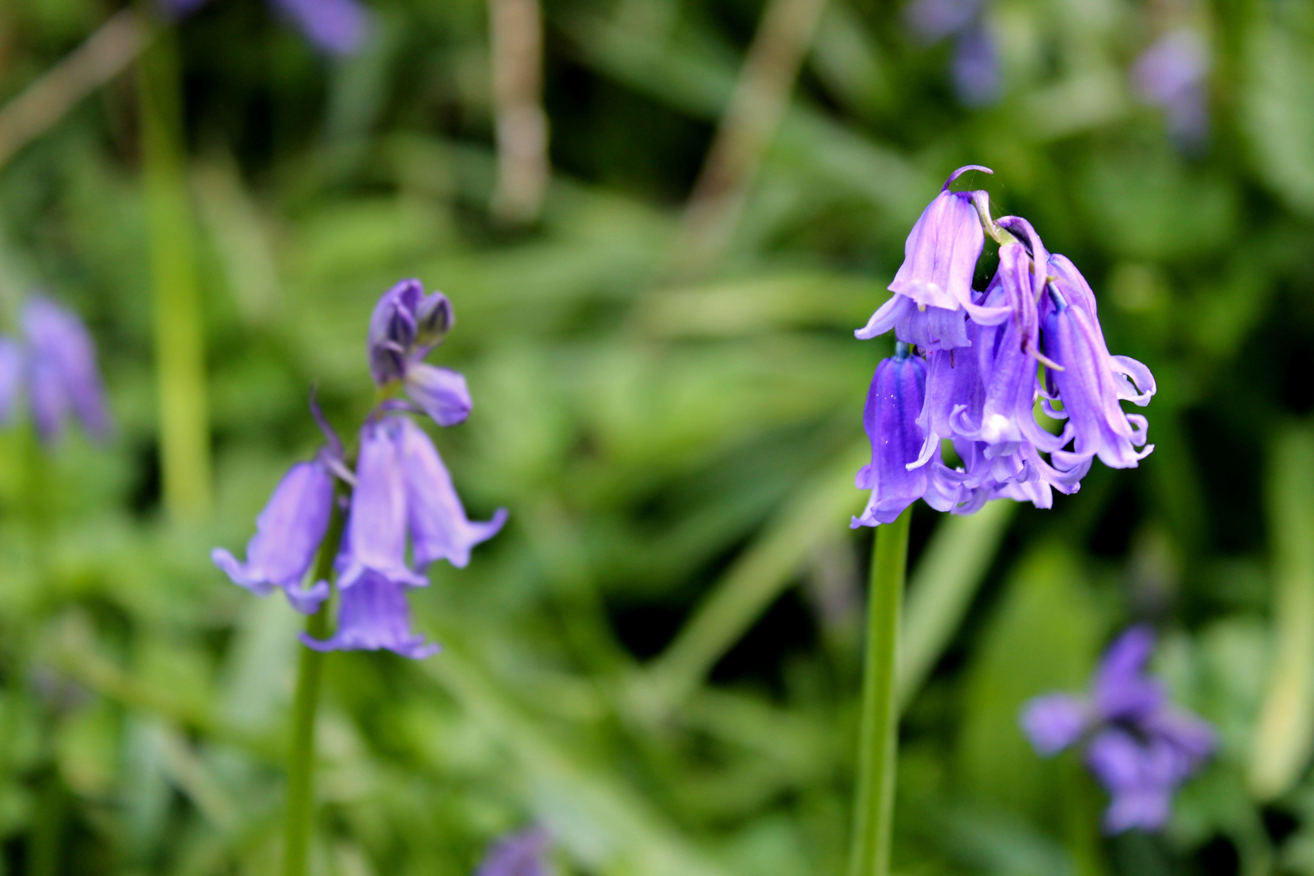 Lilac Bellflowers in Soft Garden Light