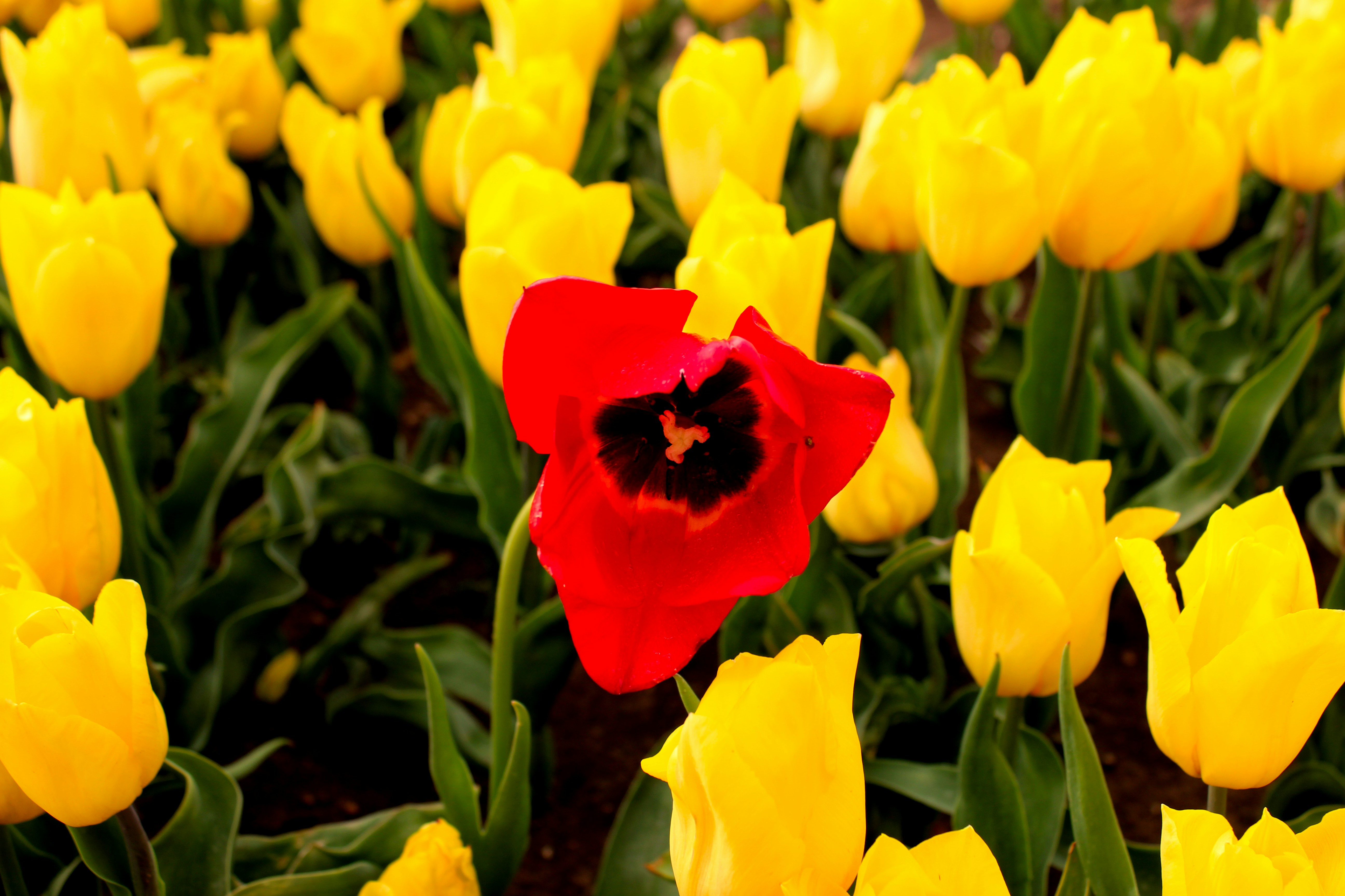 A Lone Red Tulip Amidst a Field of Yellow Blooms