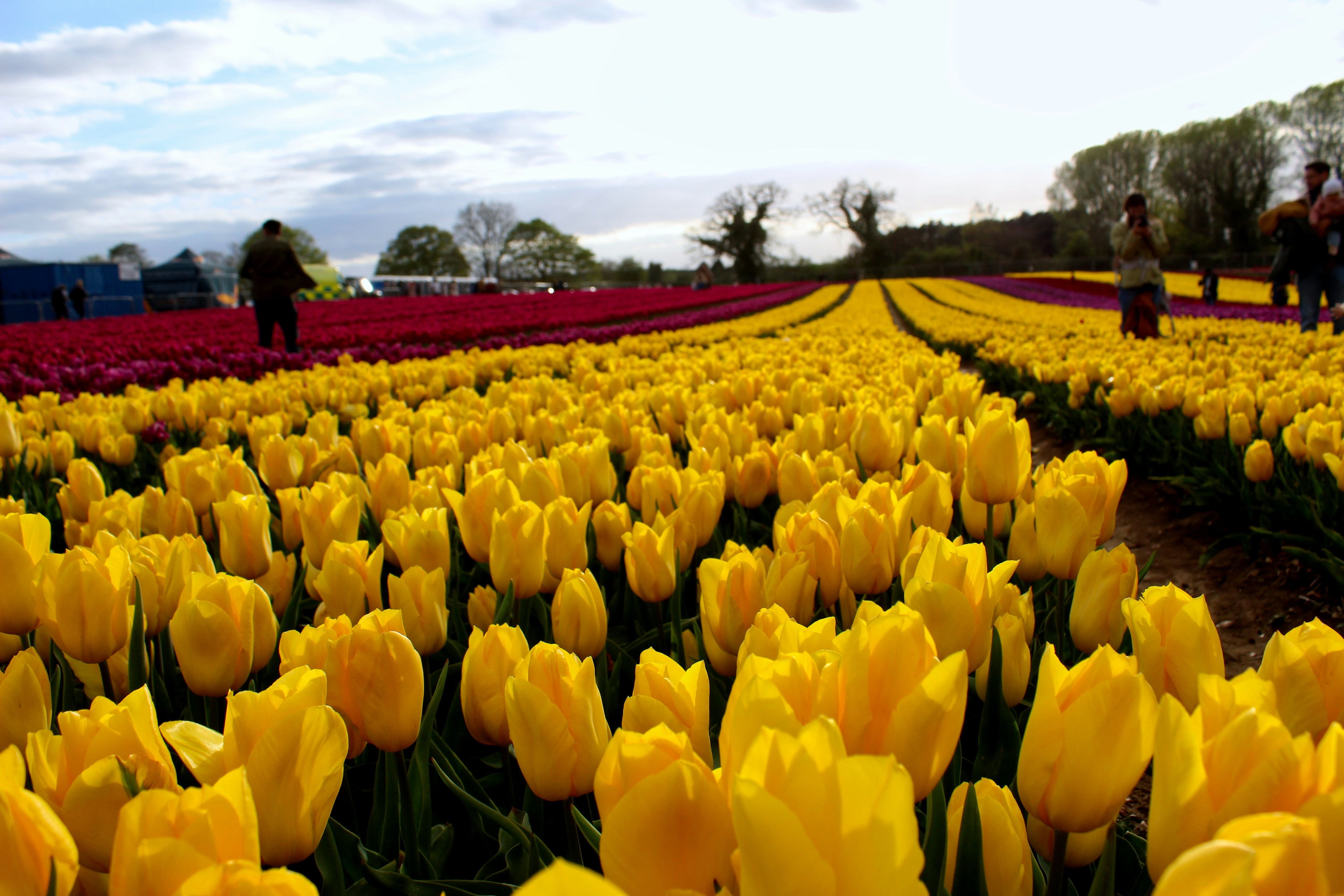 Golden Tulips in Rows: A Field of Spring Palette